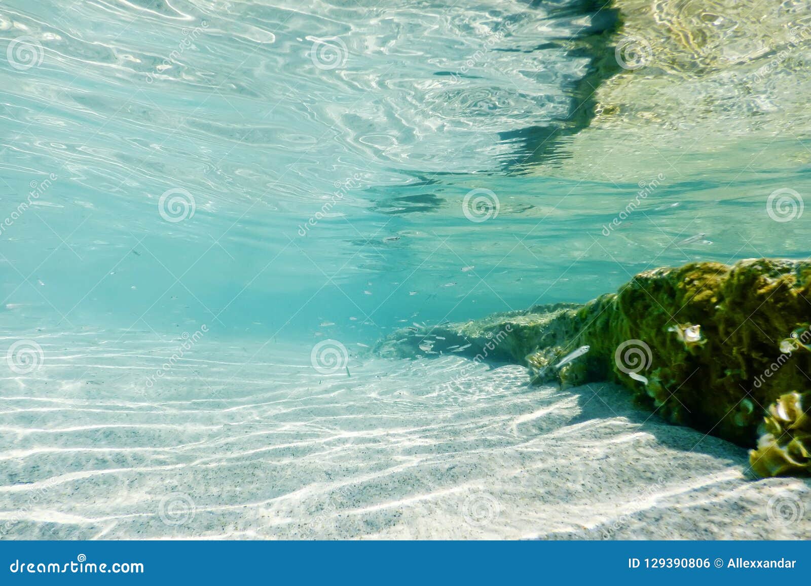Underwater Scene Sunlight, Fish and Water Surface. Underwater Li Stock ...