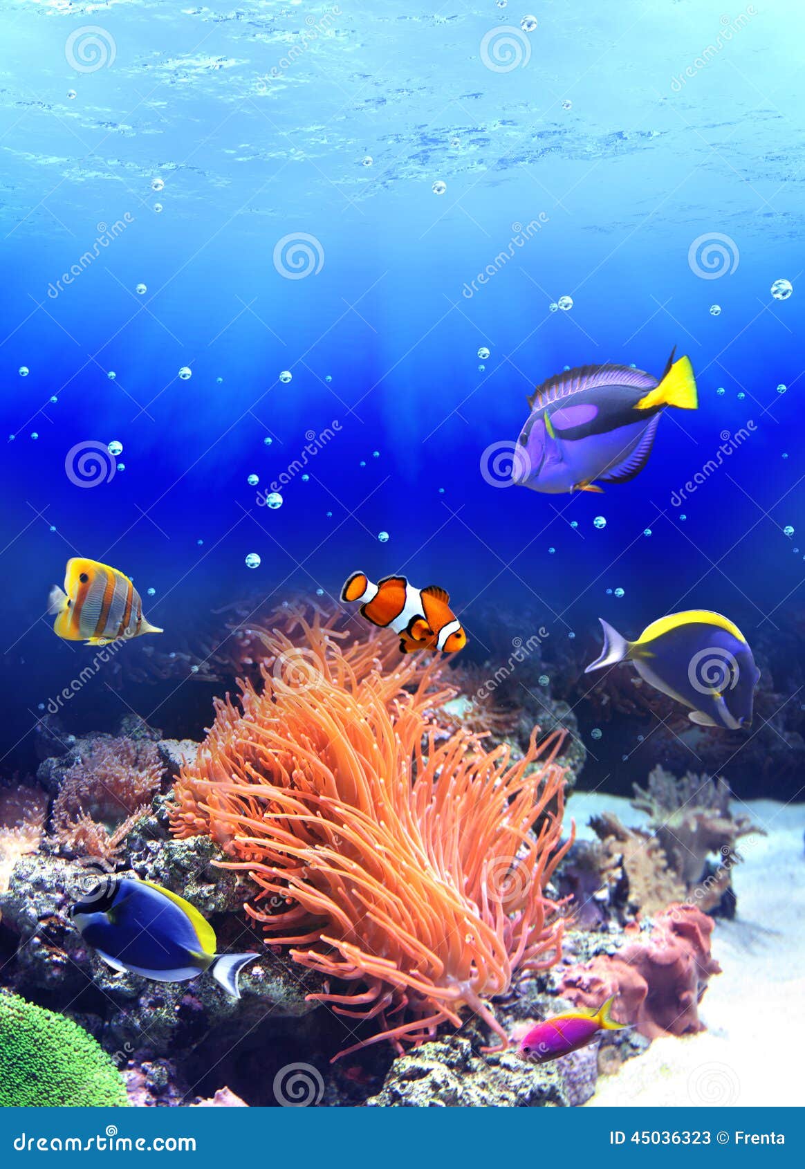Underwater Scene with Tropical Fish Stock Image - Image of bluetang ...