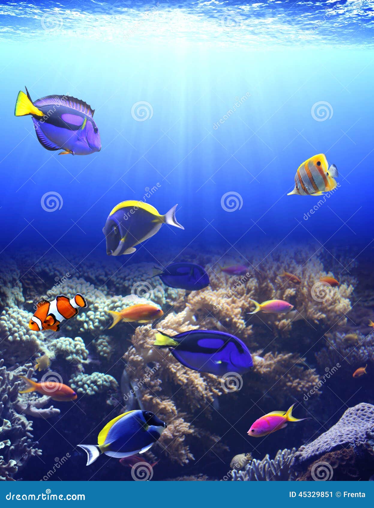 Underwater Scene with Tropical Fish Stock Image - Image of hepatus ...