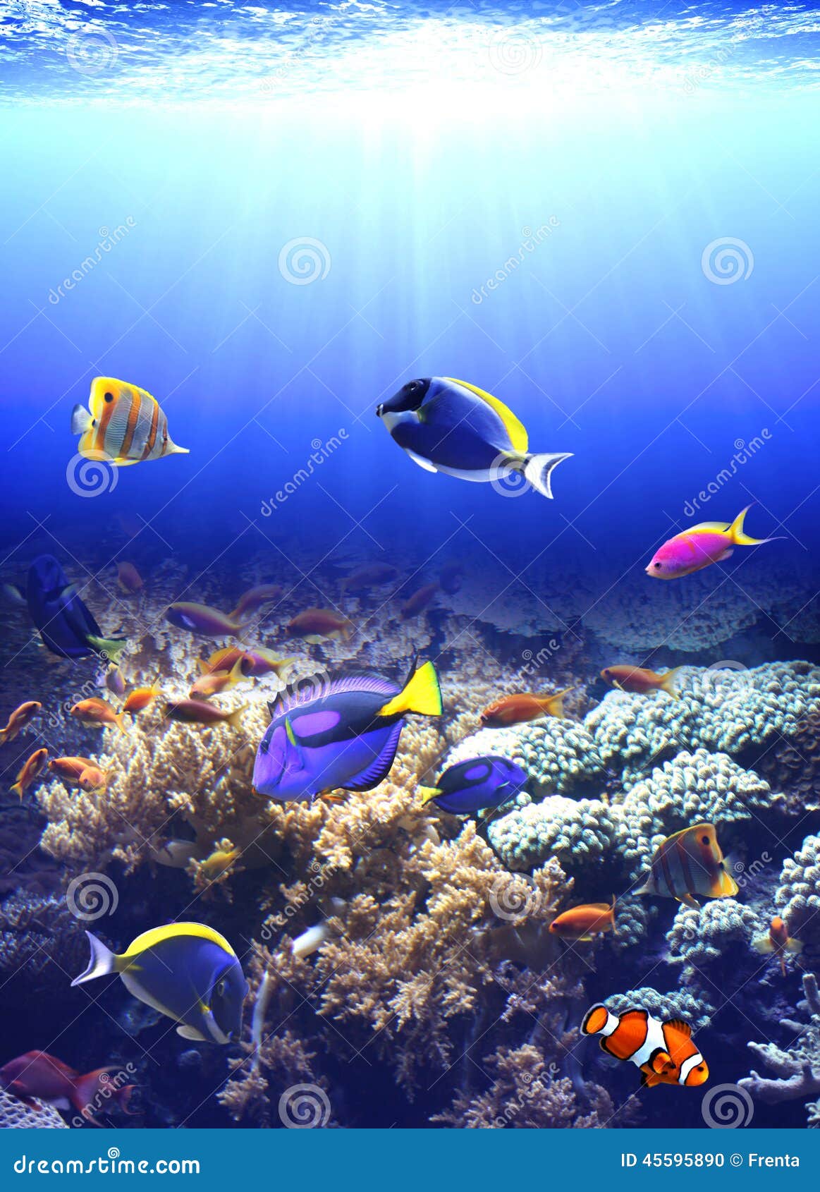 Underwater Scene with Tropical Fish Stock Photo - Image of multi, fish ...
