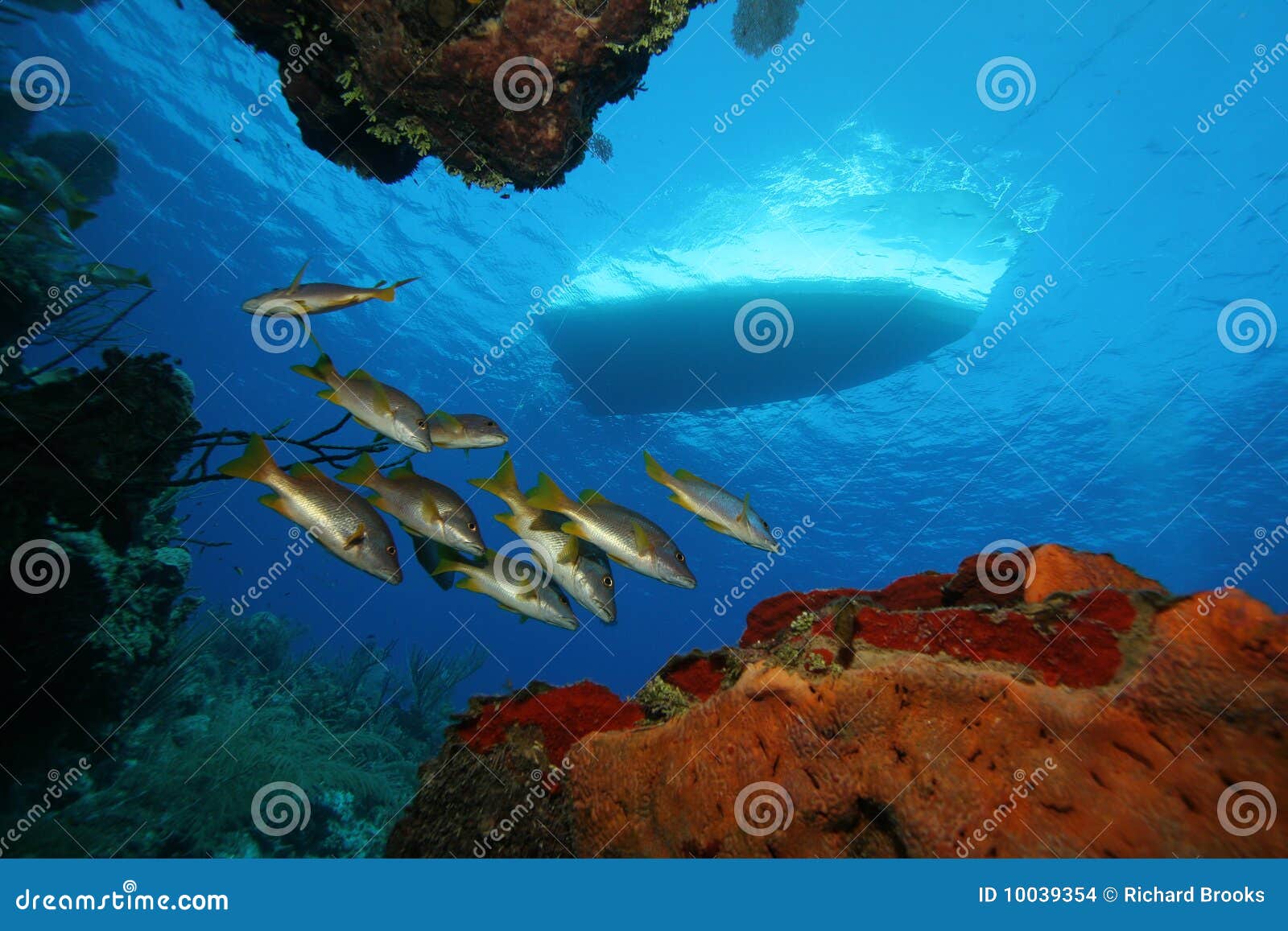 Underwater Fish Scene