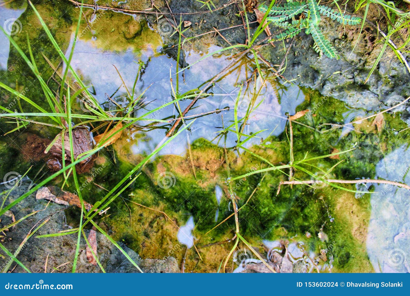 Underwater Green Algae with Grass Stock Photo - Image of large, basal ...
