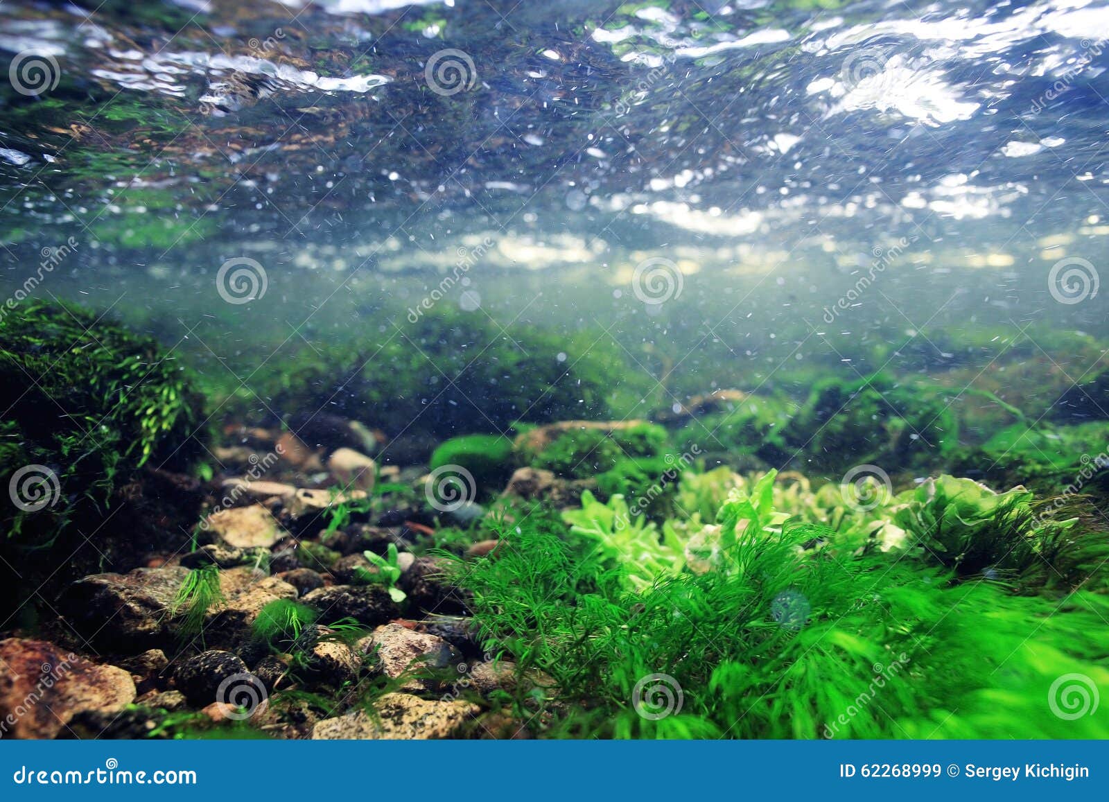 Underwater Scenery Clean Water Stock Image - Image of drinking ...