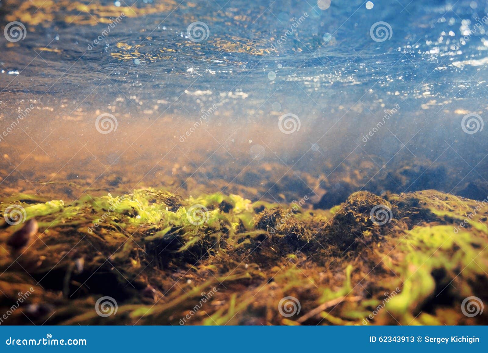 Underwater Scenery Clean Water Stock Image - Image of beauty, leaf ...