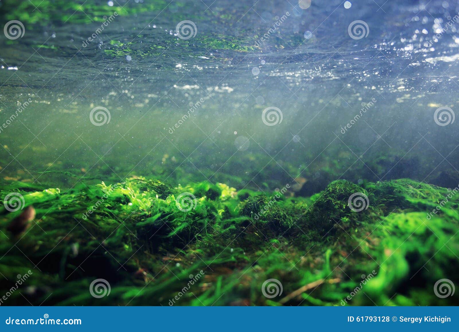 Underwater Scenery in Clear River Water Stock Photo - Image of aquarium ...