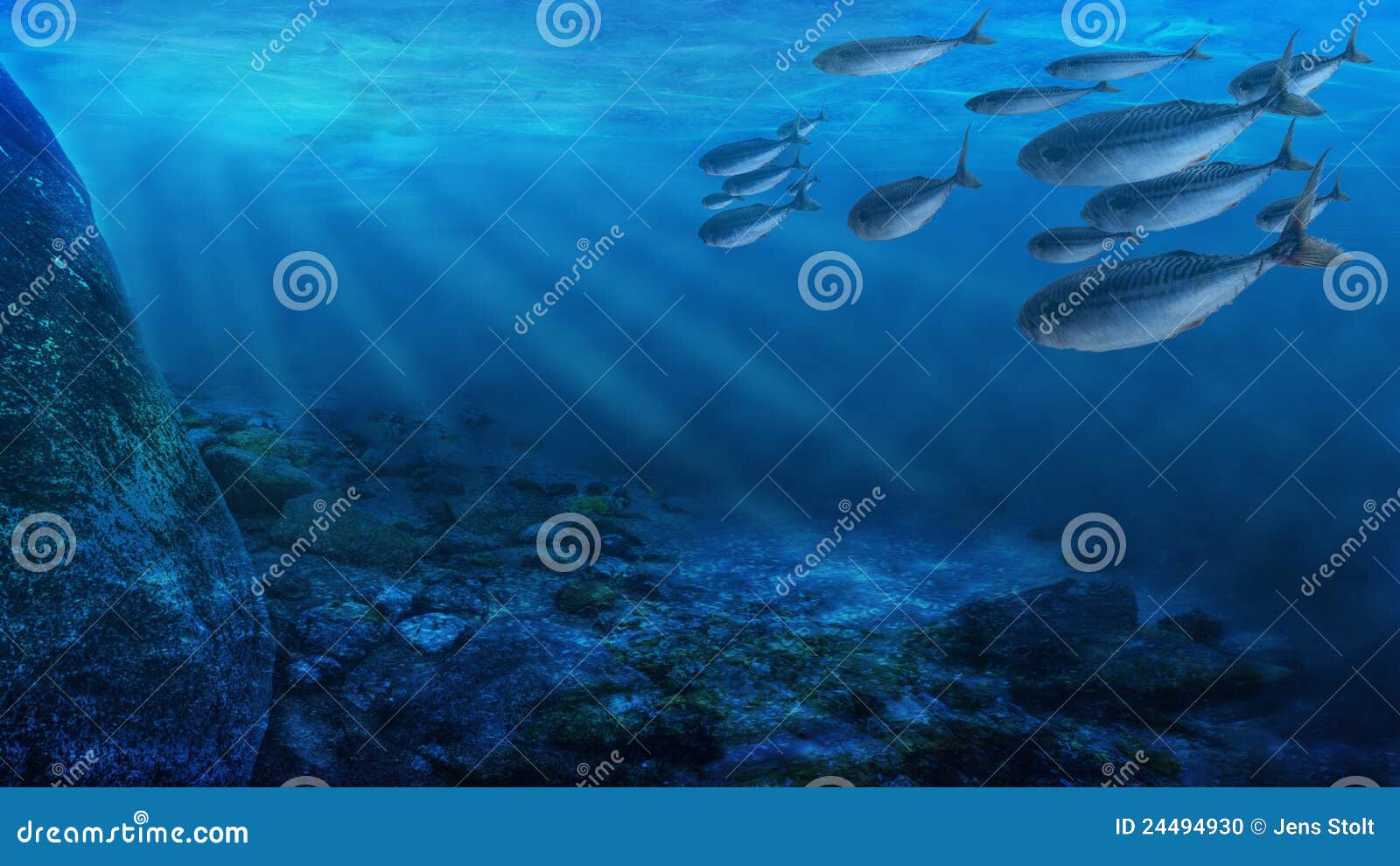 Underwater Scenery with Fish Stock Photo - Image of fishing, ocean ...