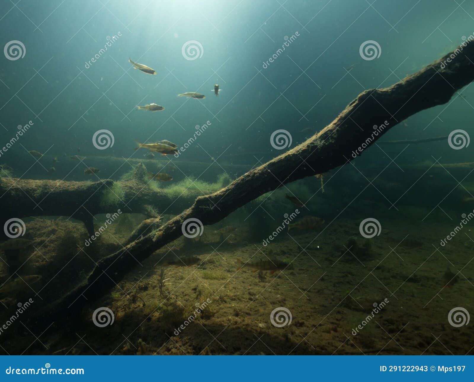 Underwater Scenery of Forest Lake with Sunken Trees and Perch. Stock ...