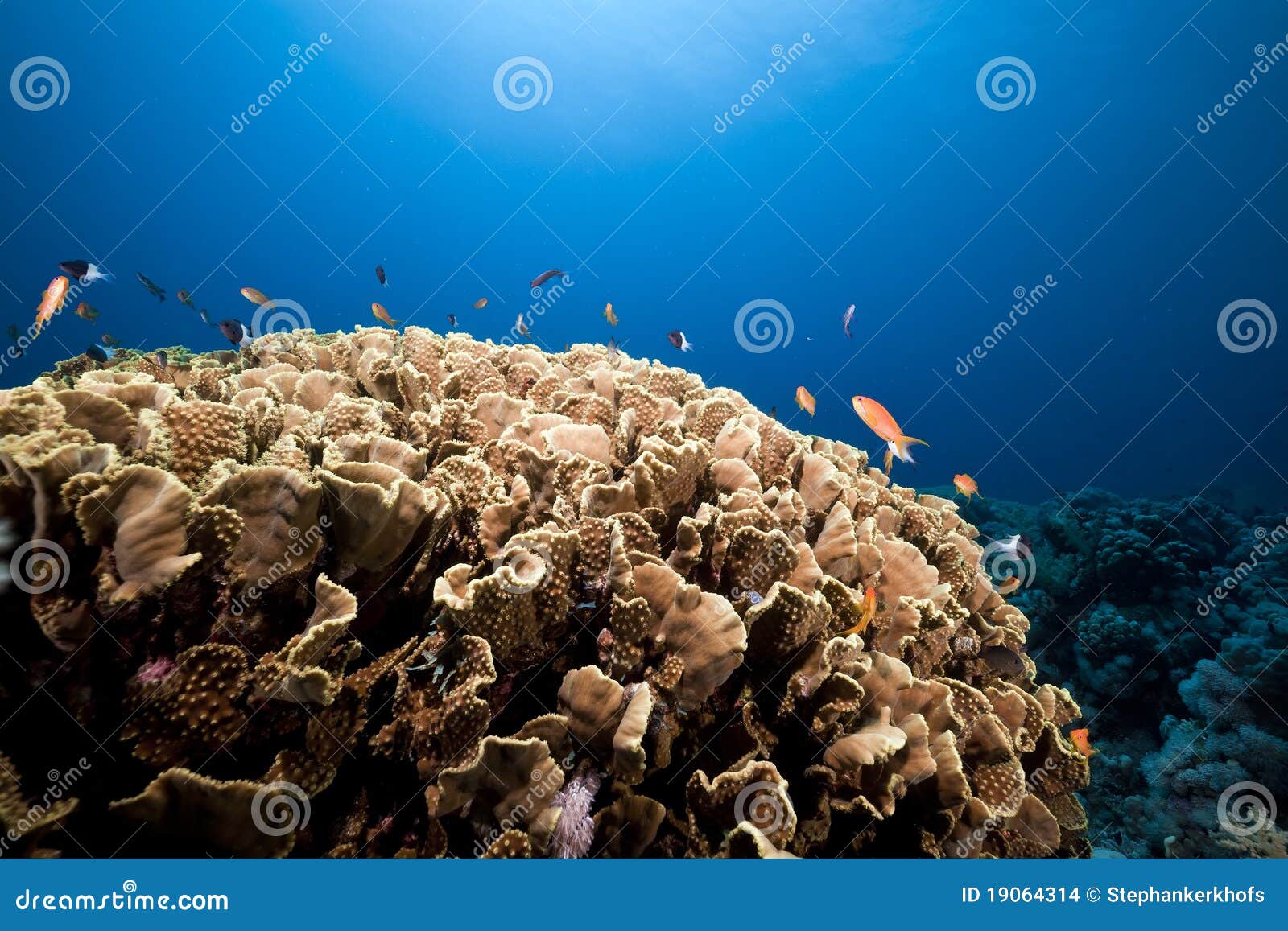 Underwater Scenery in the Red Sea. Stock Photo - Image of scenes ...