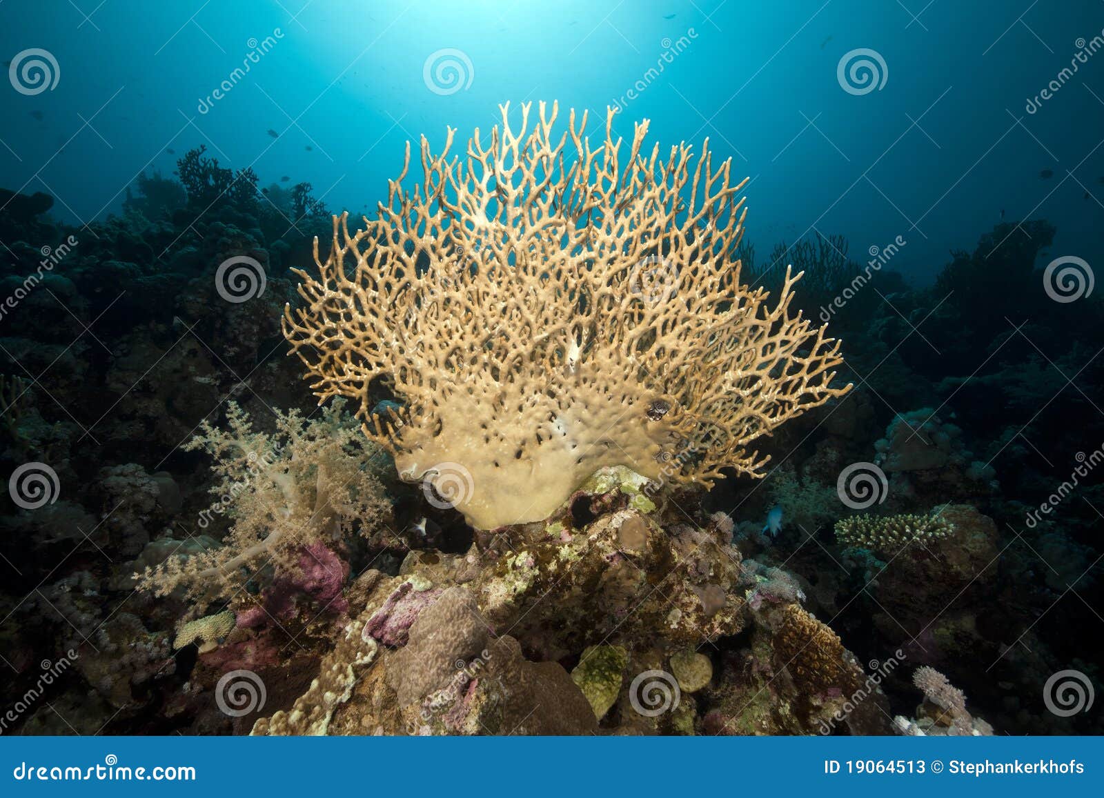 Underwater Scenery in the Red Sea. Stock Image - Image of sunbeam ...