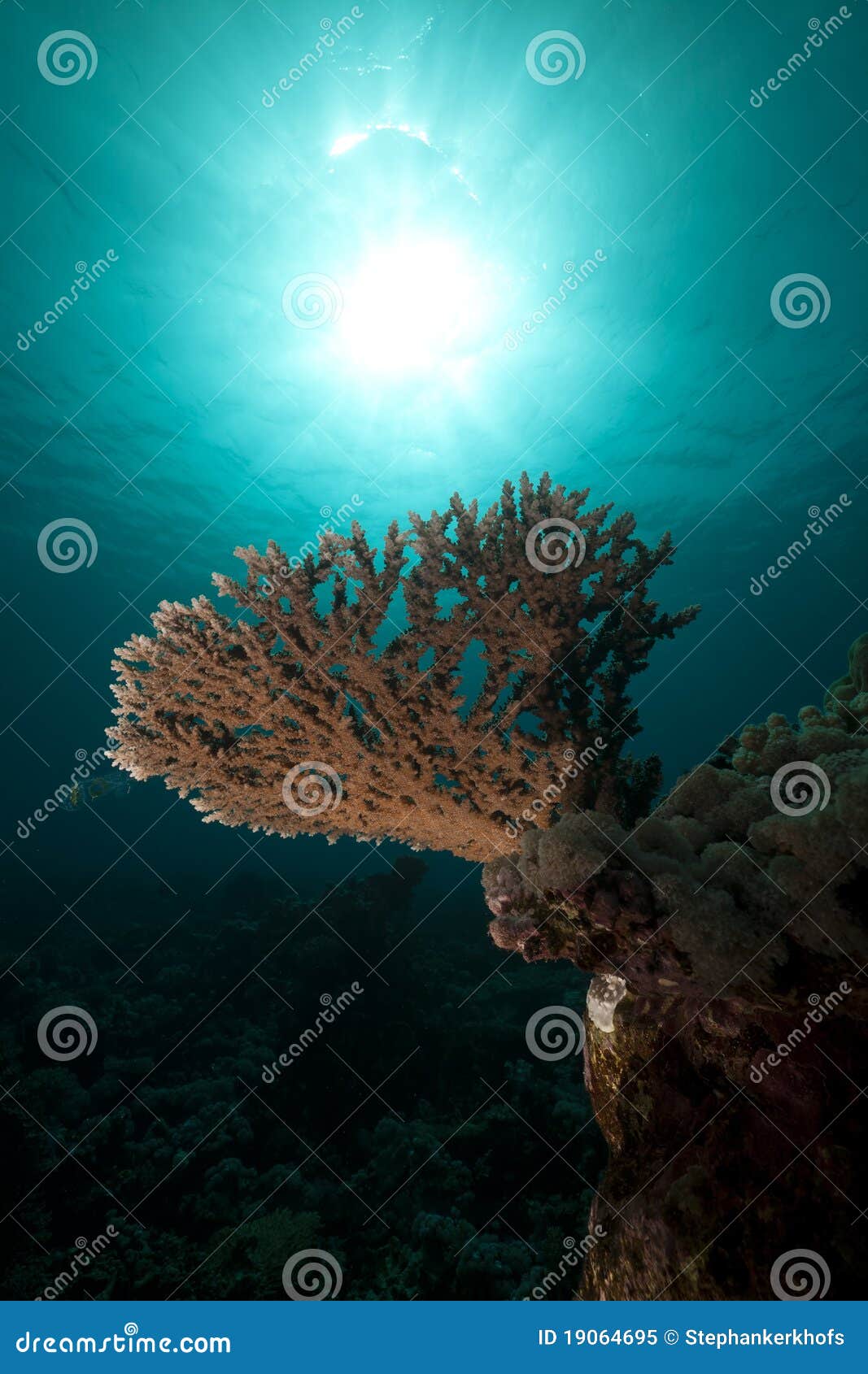 Underwater Scenery in the Red Sea. Stock Image - Image of color, sunray ...