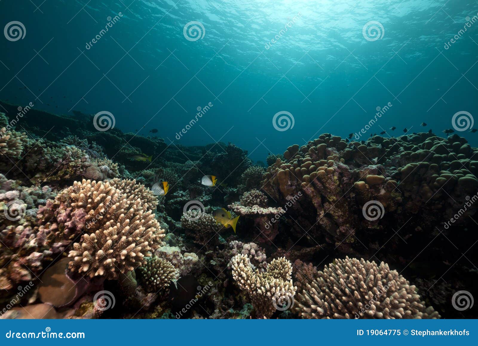 Underwater Scenery in the Red Sea. Stock Image - Image of serene ...