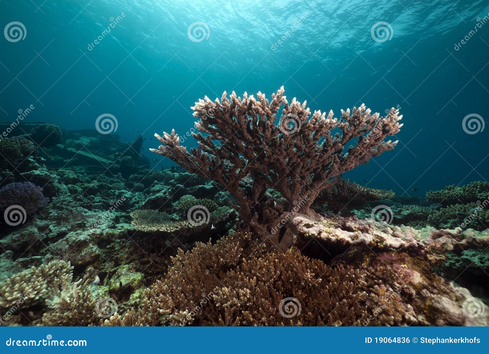 Underwater Scenery in the Red Sea. Stock Photo - Image of scuba, calm ...