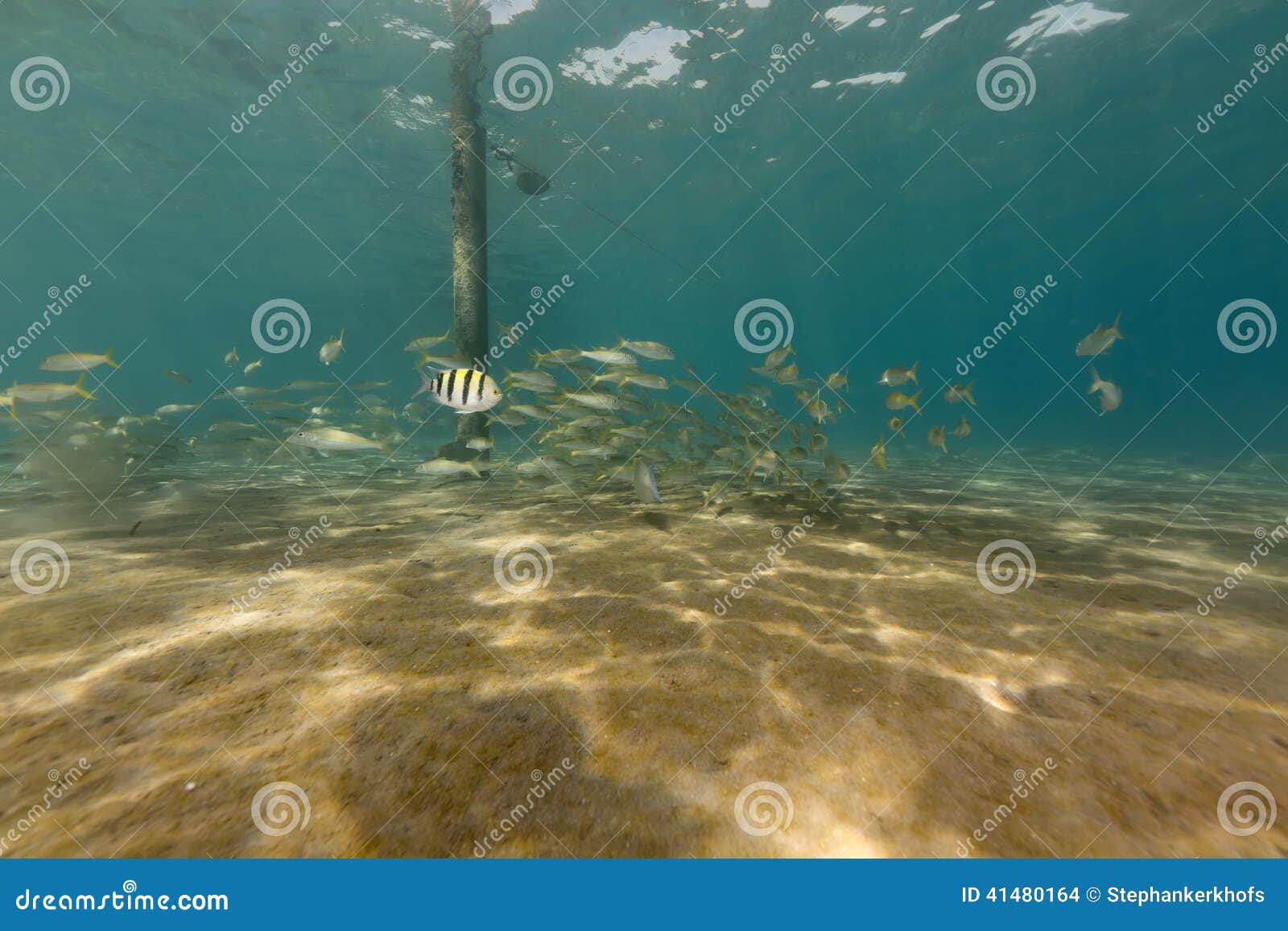 Underwater Scenery in the Red Sea. Stock Photo - Image of aquatic ...