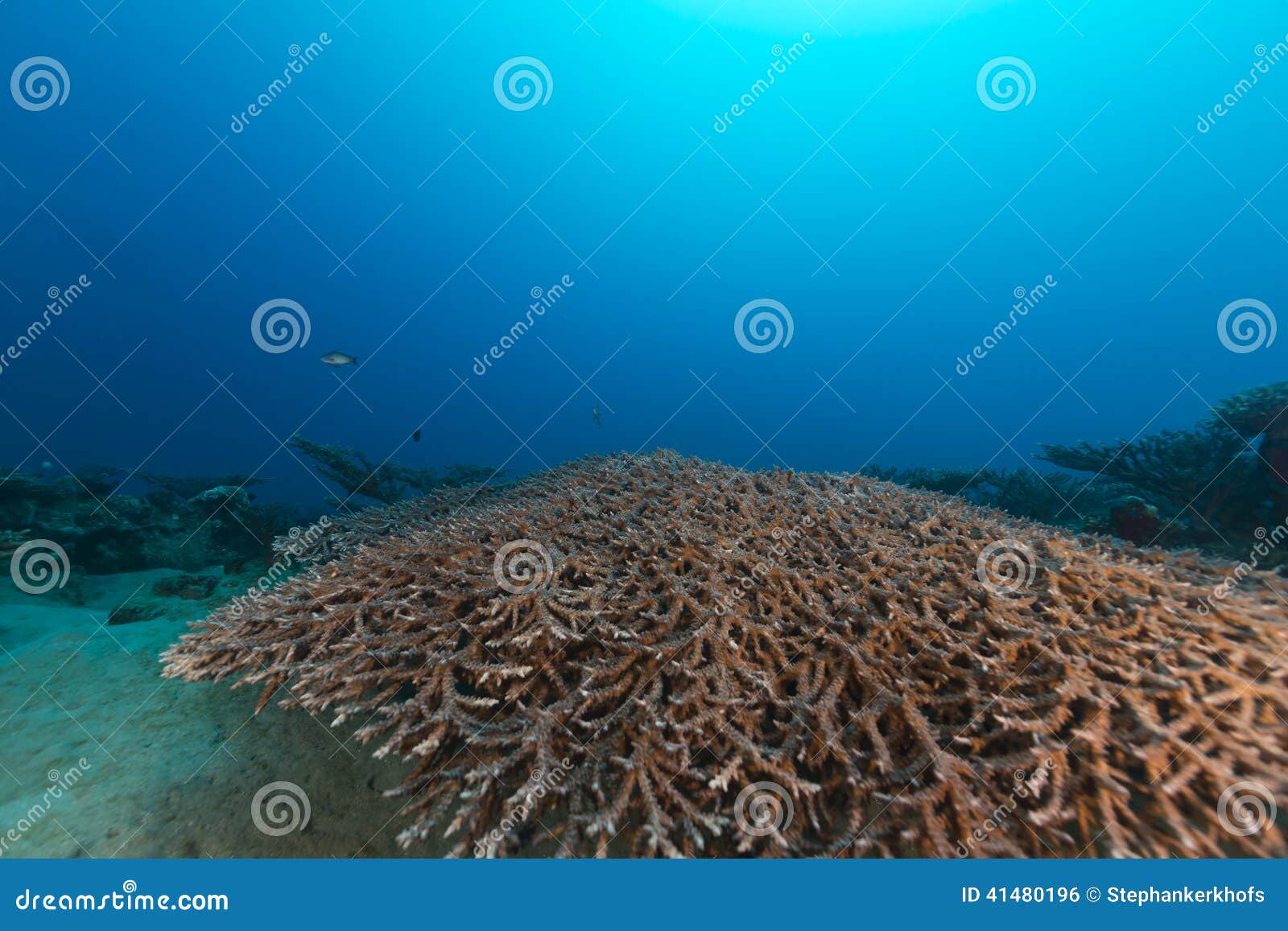 Underwater Scenery in the Red Sea. Stock Photo - Image of sand, color ...