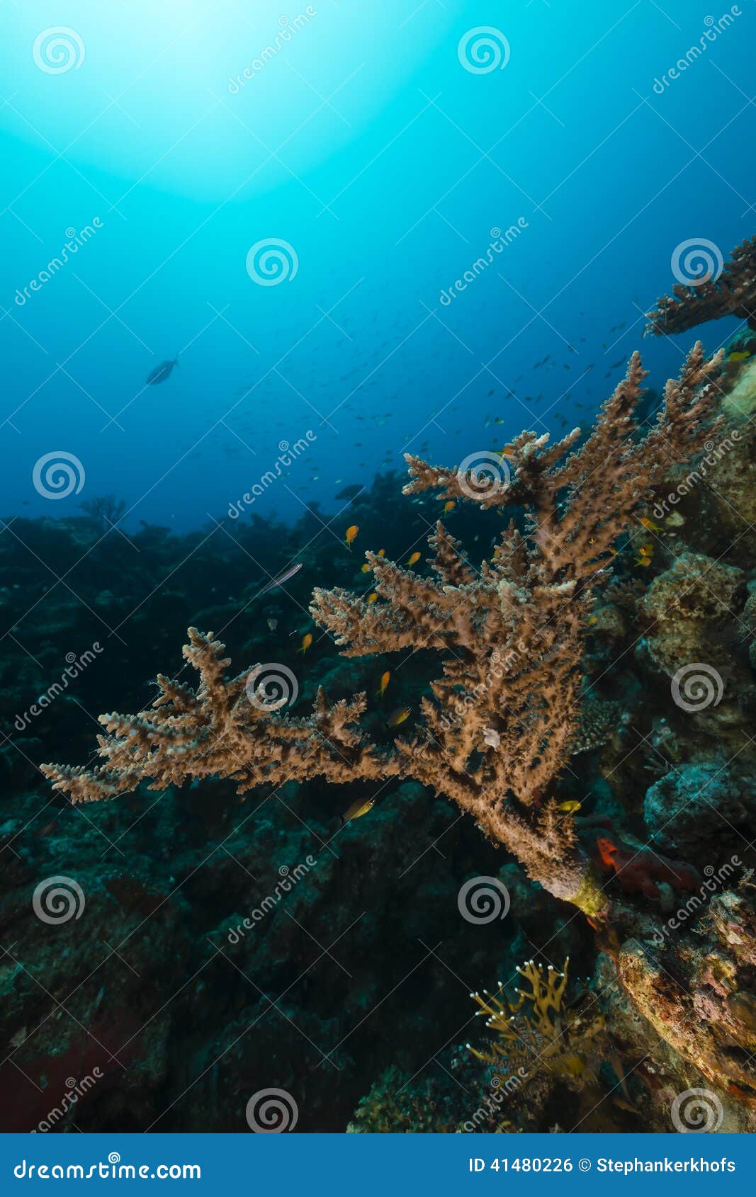 Underwater Scenery in the Red Sea. Stock Photo - Image of landscape ...