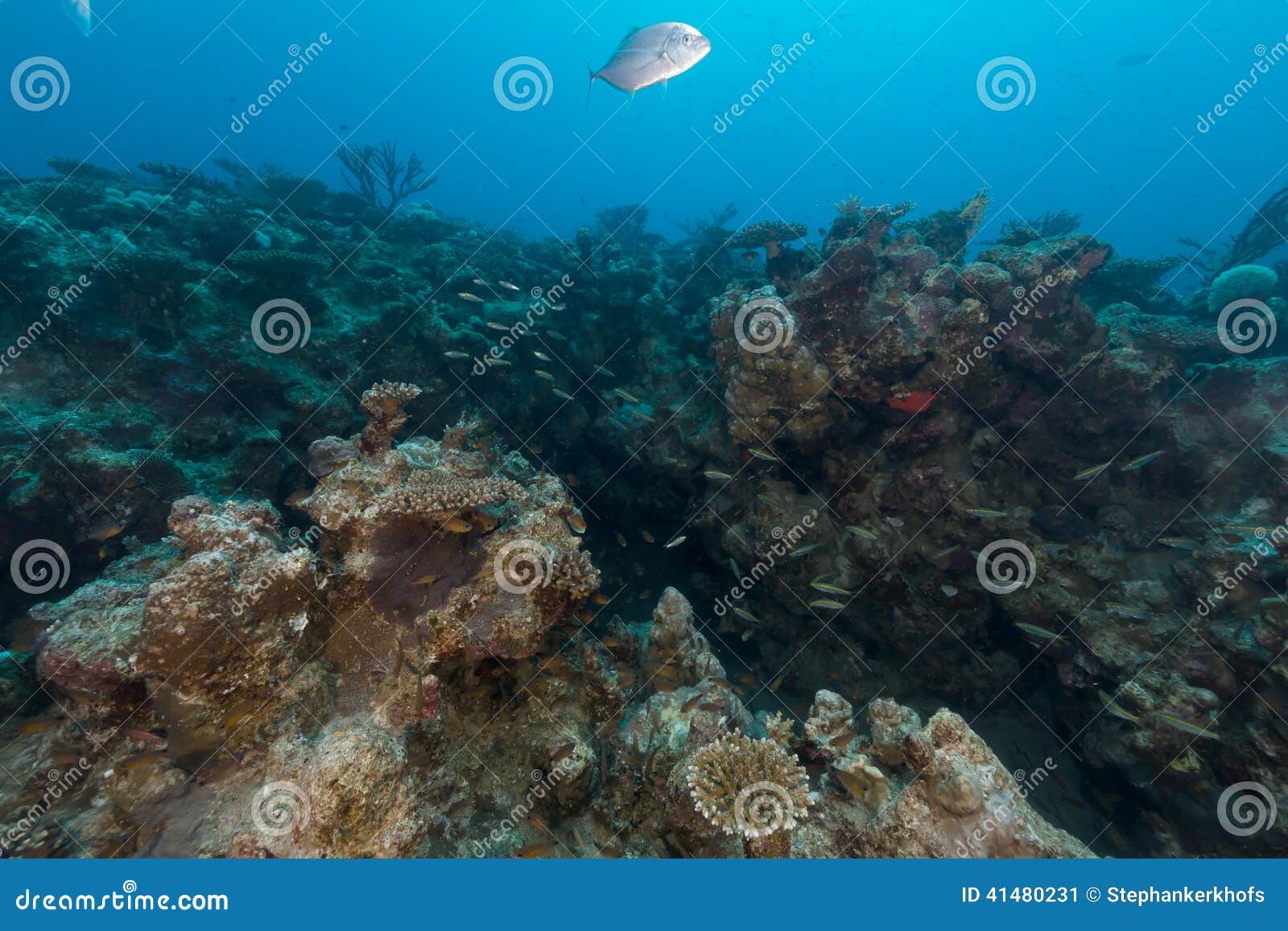 Underwater Scenery in the Red Sea. Stock Image - Image of plants ...