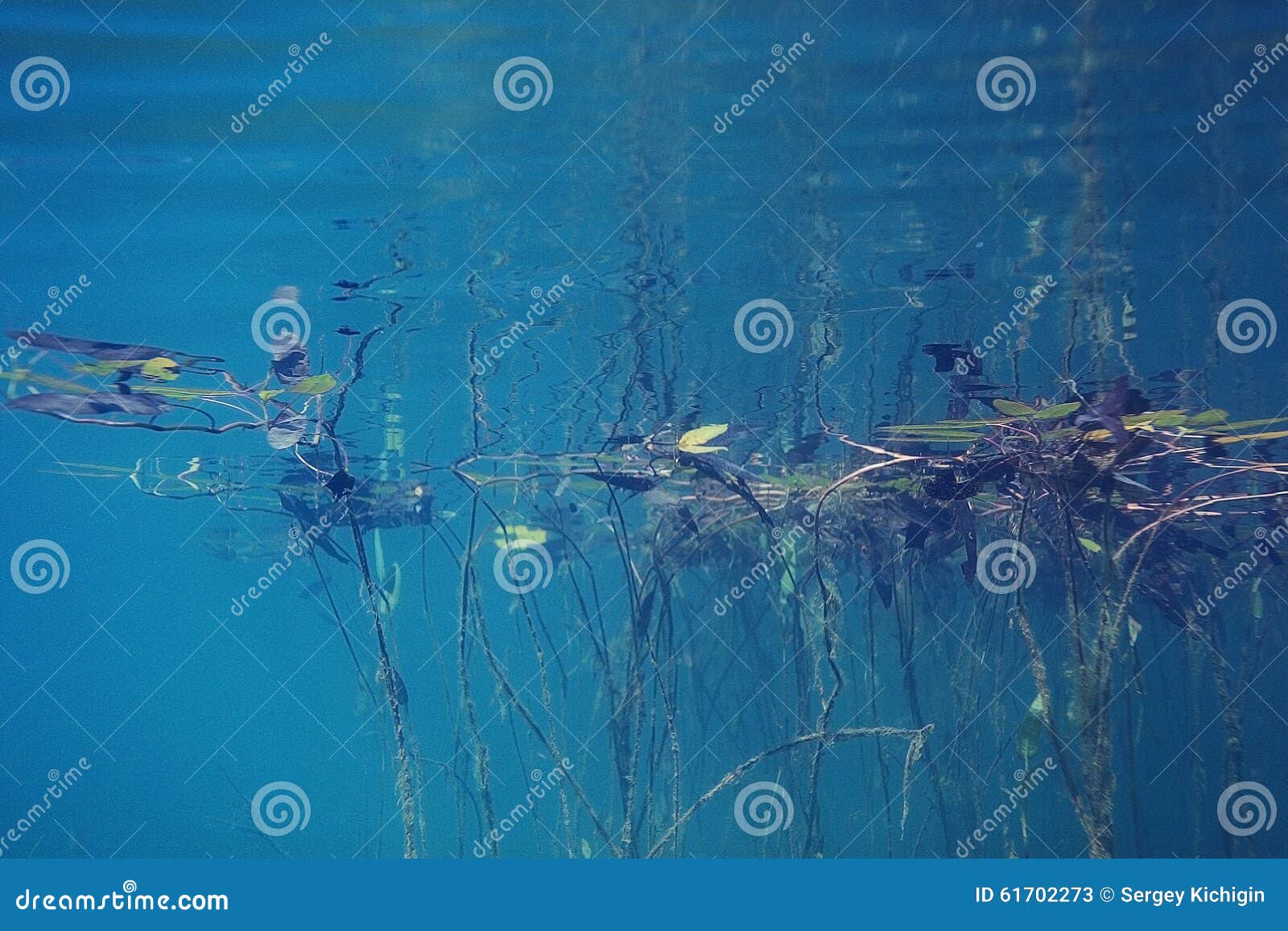 Underwater scenery stock image. Image of drown, island - 61702273