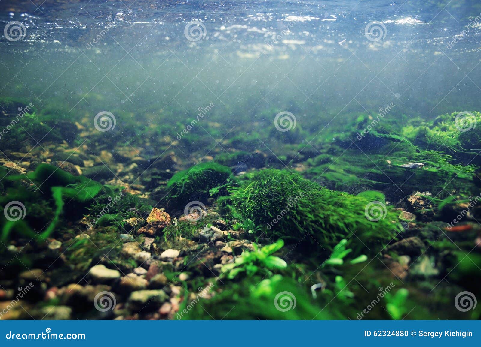 Underwater Scenery in River Water Stock Photo - Image of leaf, life ...