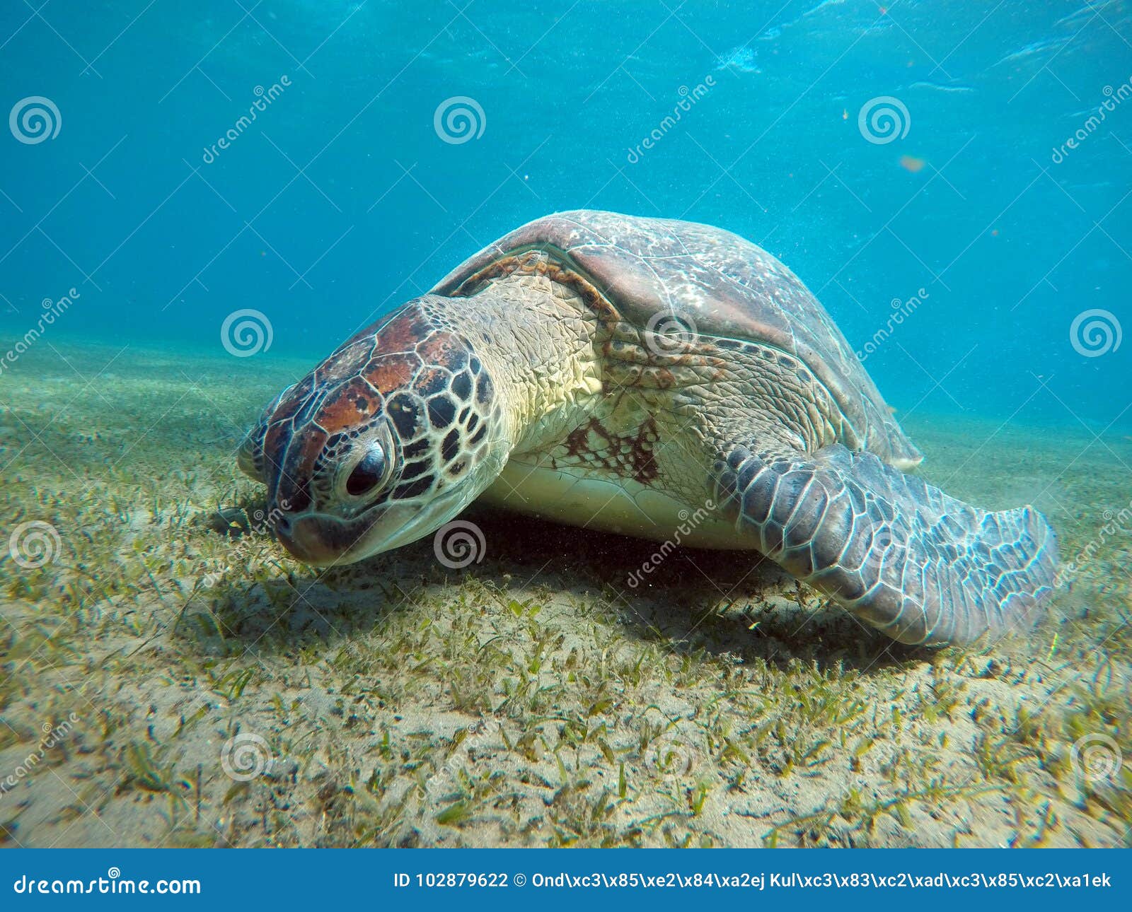 Underwater Scenery with Sea Turtle in Blue Water Stock Photo - Image of ...