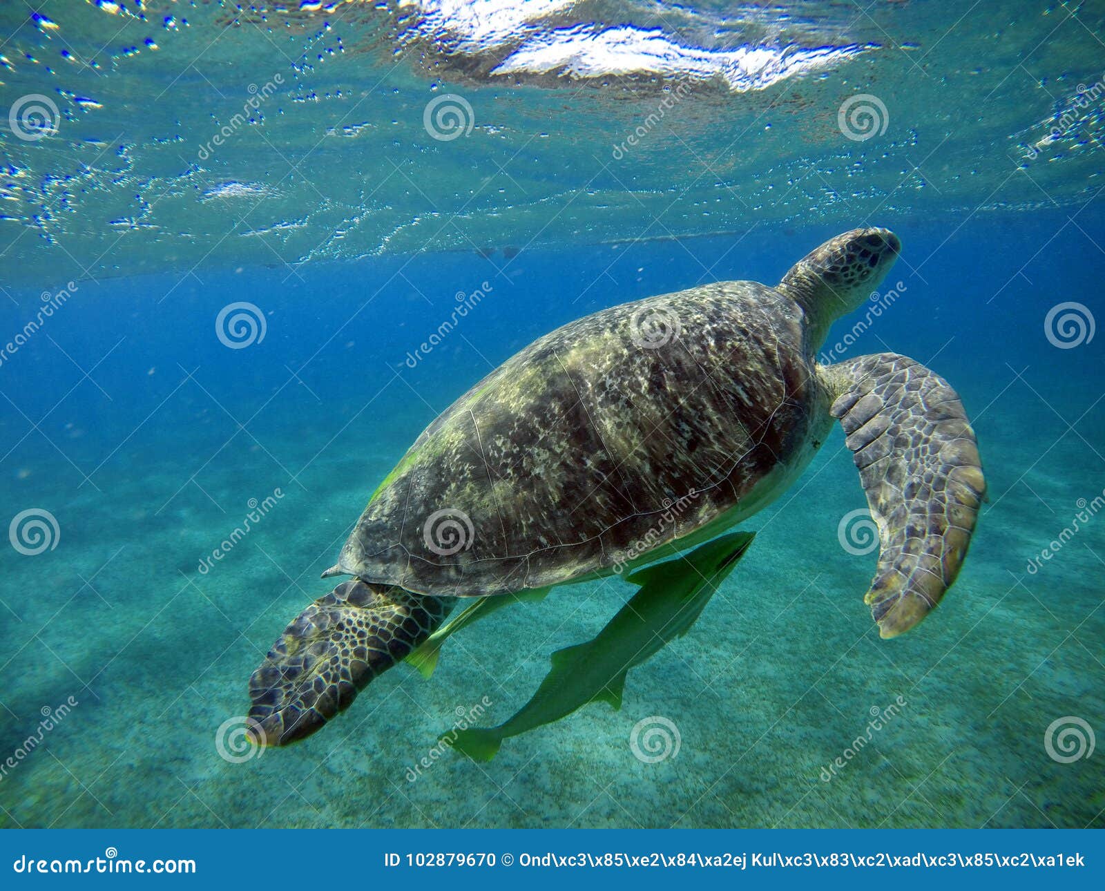Underwater Scenery with Sea Turtle in Blue Water Stock Photo - Image of ...