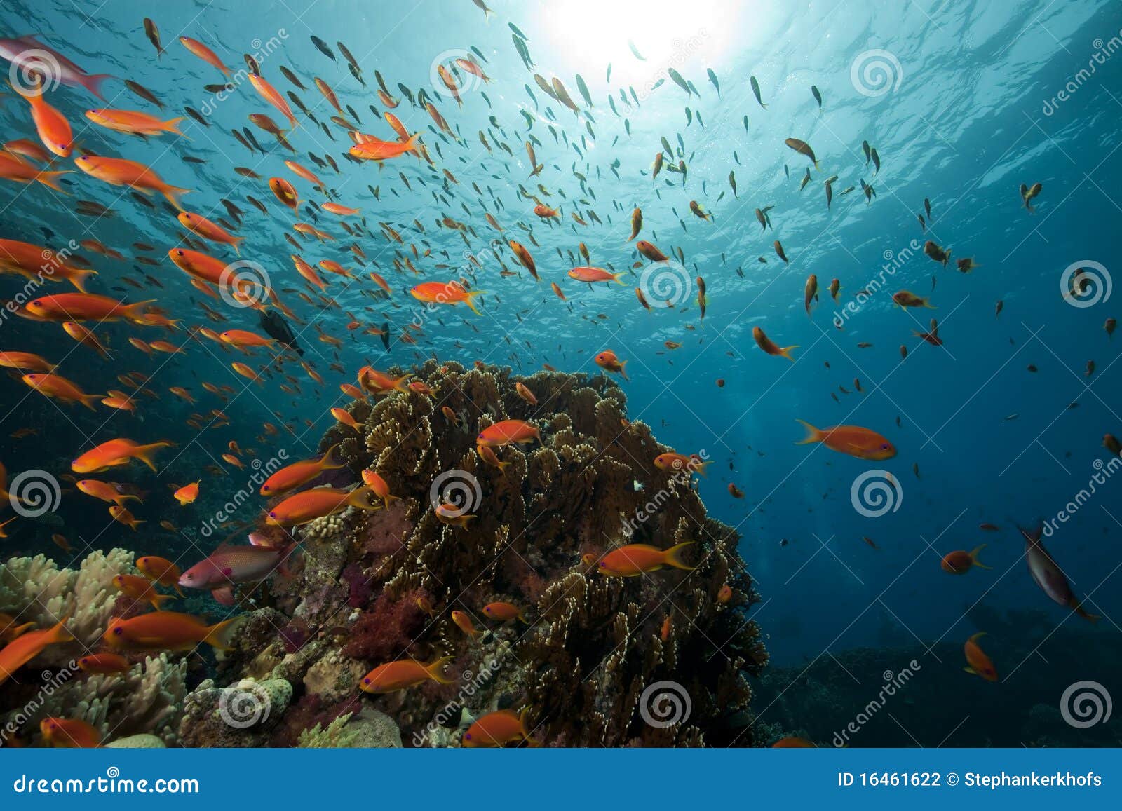 Underwater Scenery at Yolanda Reef Stock Photo - Image of colorful ...