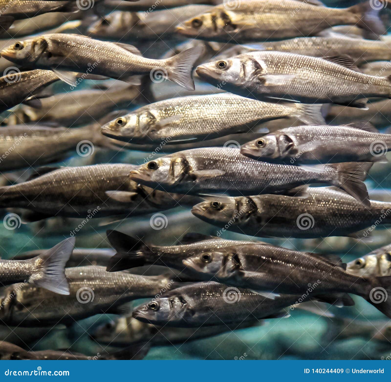 School of Silver Gray Fish stock image. Image of background - 140244409