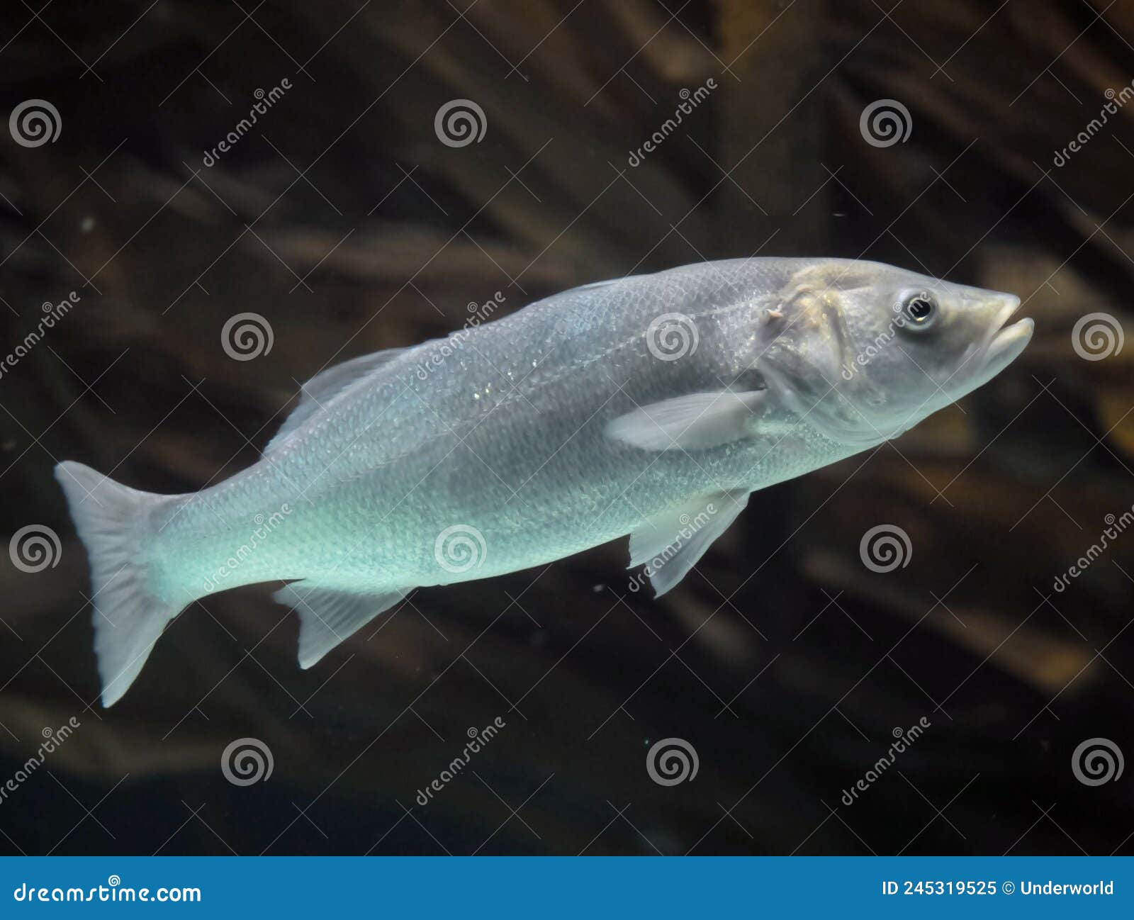School of Silver Gray Fish stock image. Image of fresh - 245319525