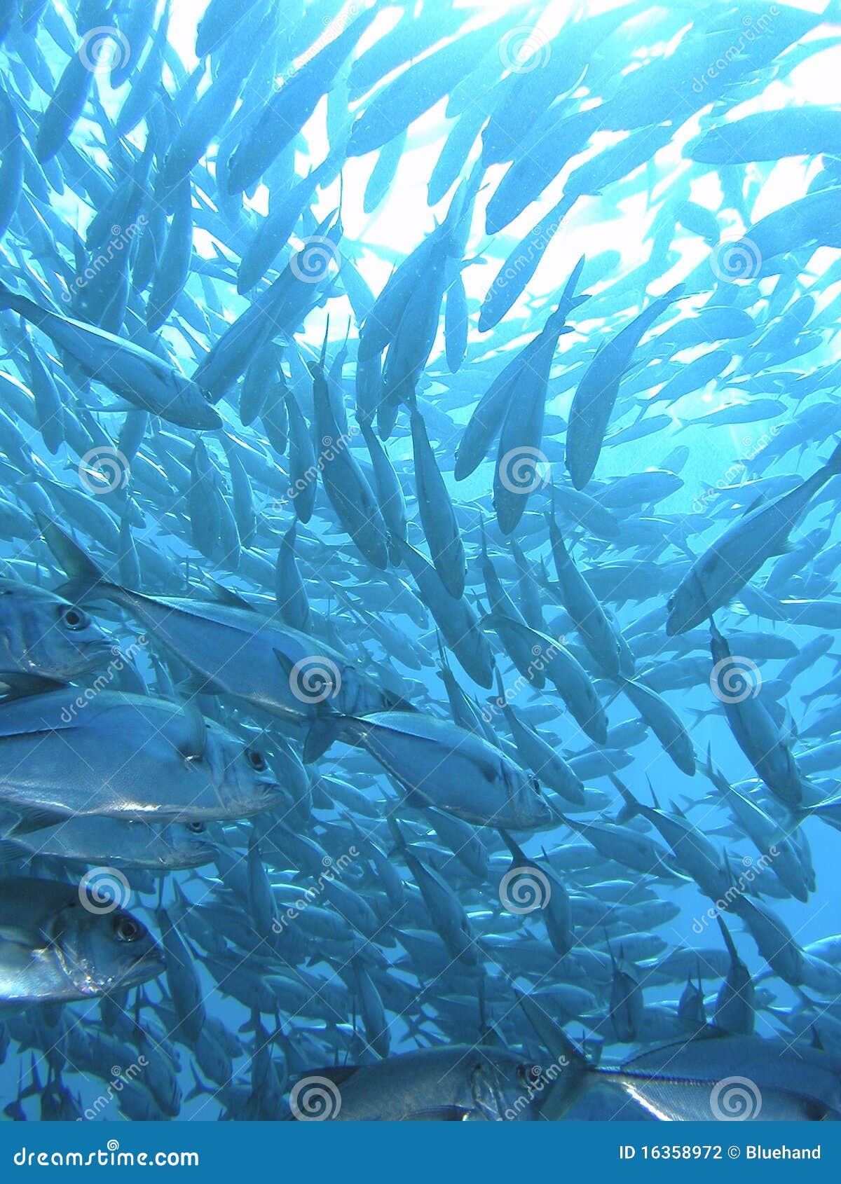 Underwater School of Trevally Fish Stock Photo - Image of dive, coral ...