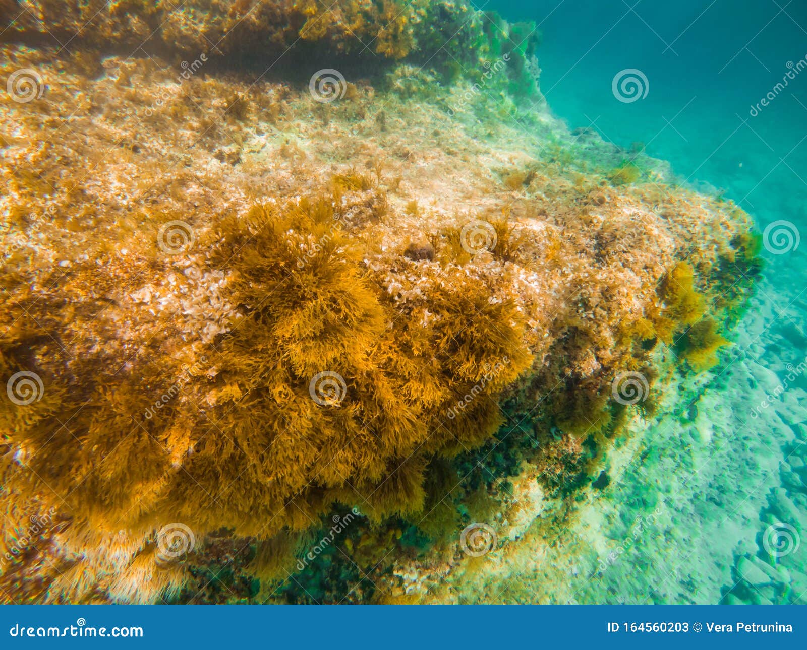 Underwater sea bottom view stock image. Image of underwater - 164560203