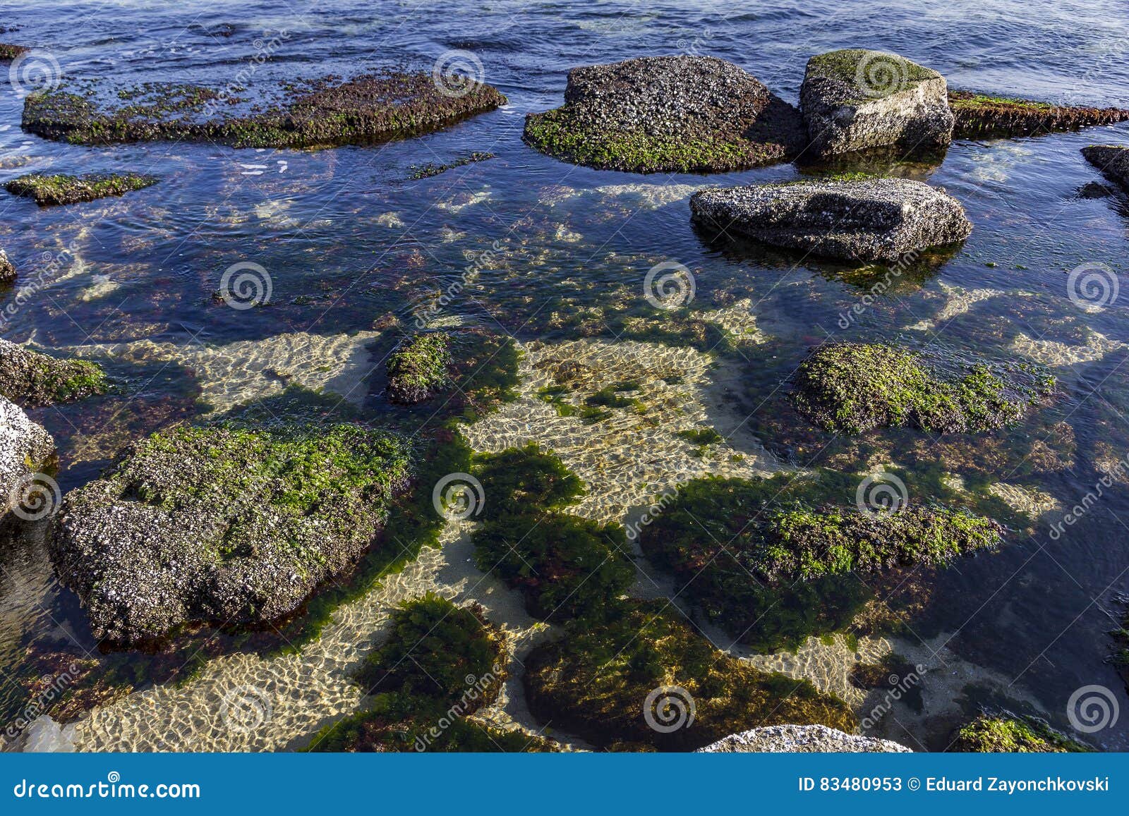 Underwater Sea Rocks with Algae Stock Image - Image of outdoor ...