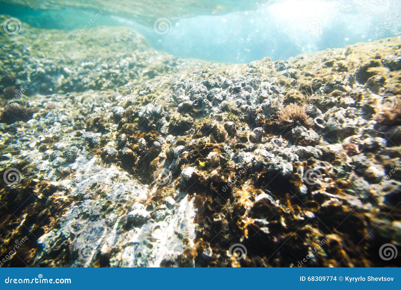 Underwater Sea Rocks Bottom Stock Photo - Image of scuba, background ...