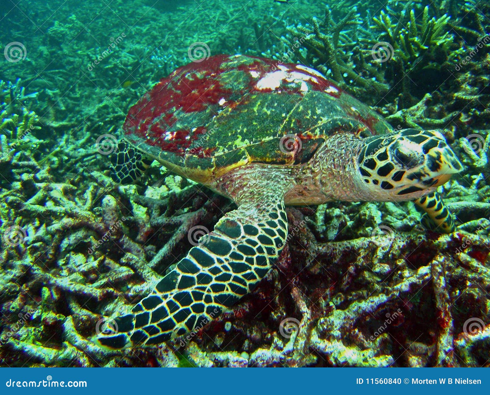 Underwater Sea Turtle stock photo. Image of ocean, coral - 11560840