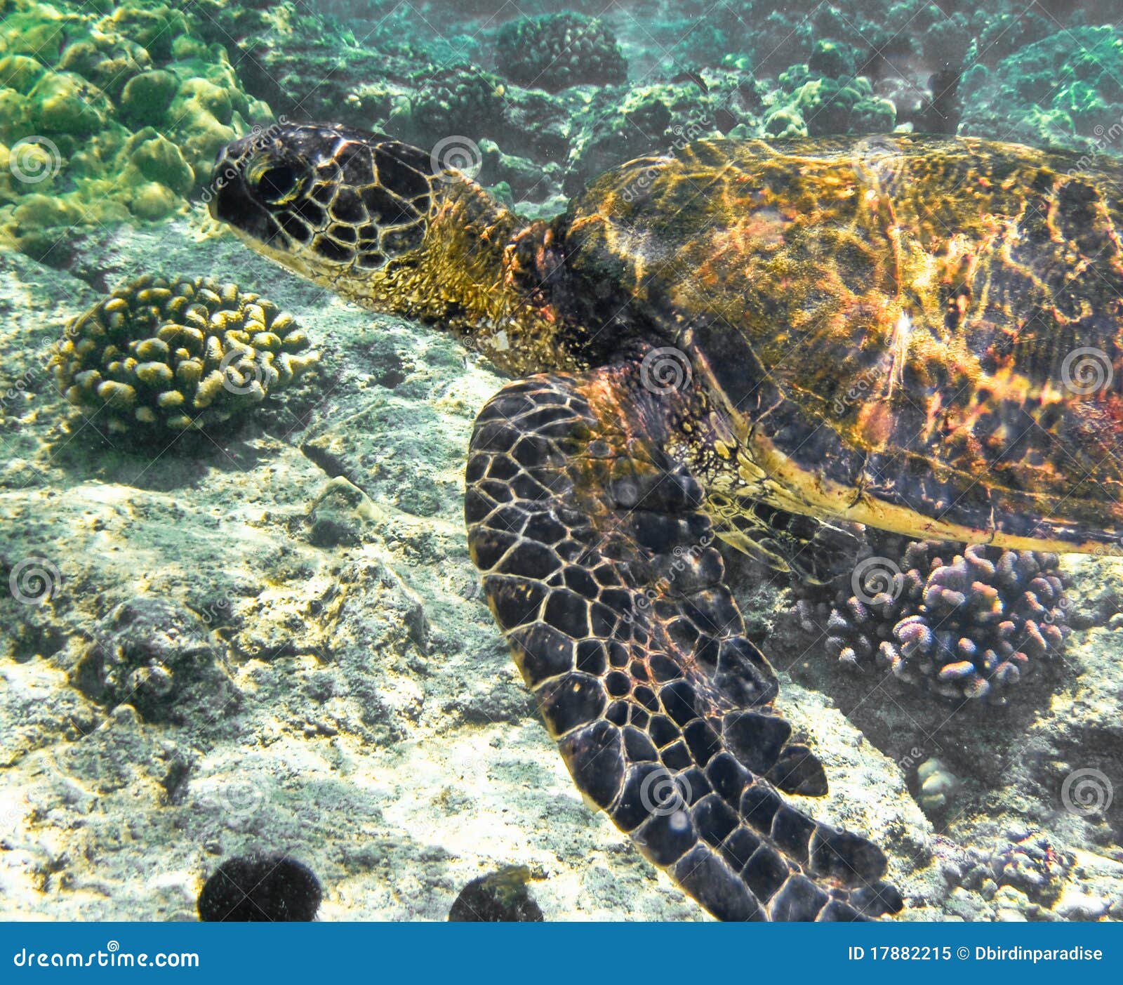 Underwater Sea Turtle stock image. Image of swim, ocean - 17882215