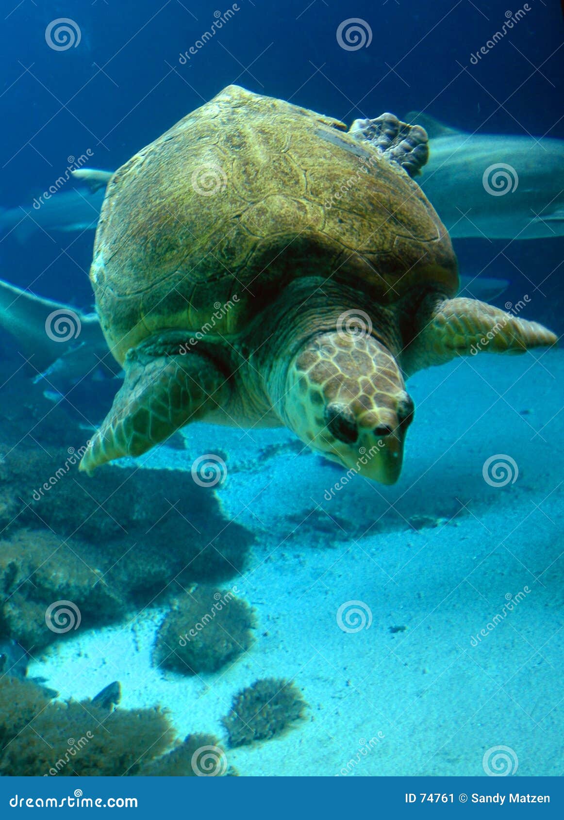 Underwater Sea turtle stock image. Image of aquatic, animal - 74761