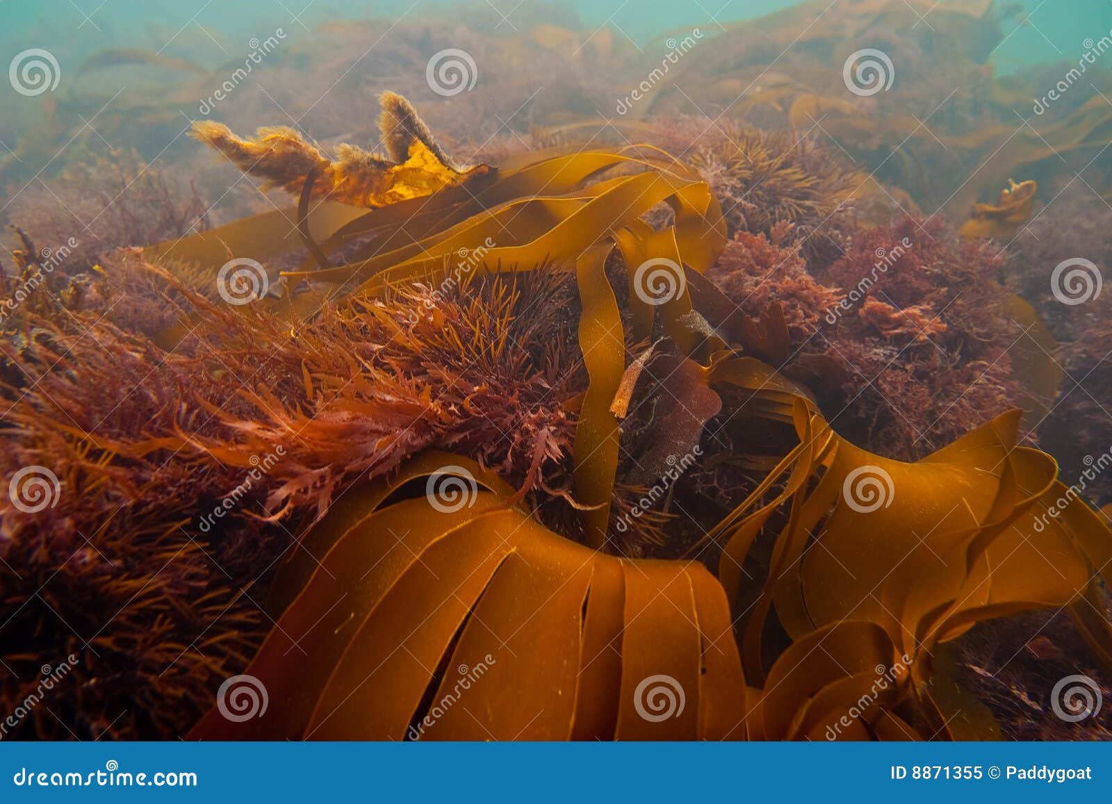 Underwater seaweed stock image. Image of colourful, plants - 8871355