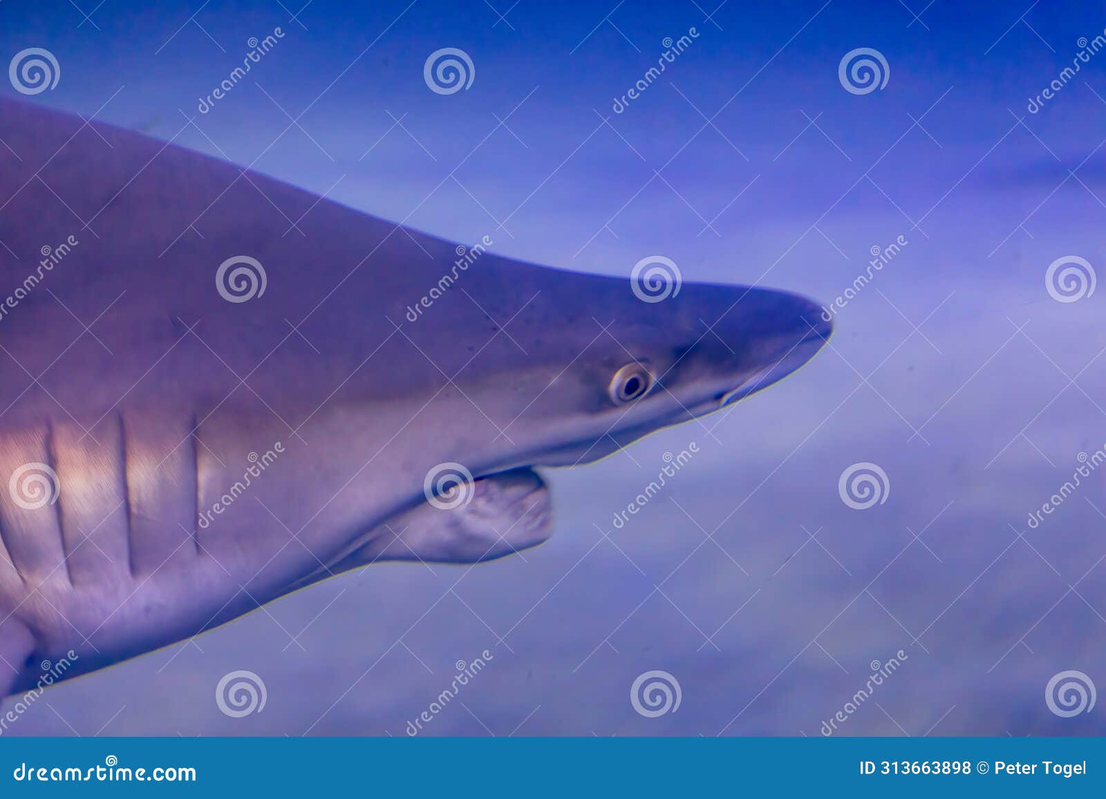 Underwater Shark Encounter: Captivating Marine Wildlife Stock Photo ...