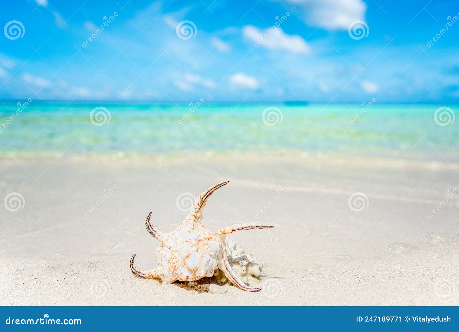 Underwater Shells on the Sand on the Shore of the Indian Ocean ...