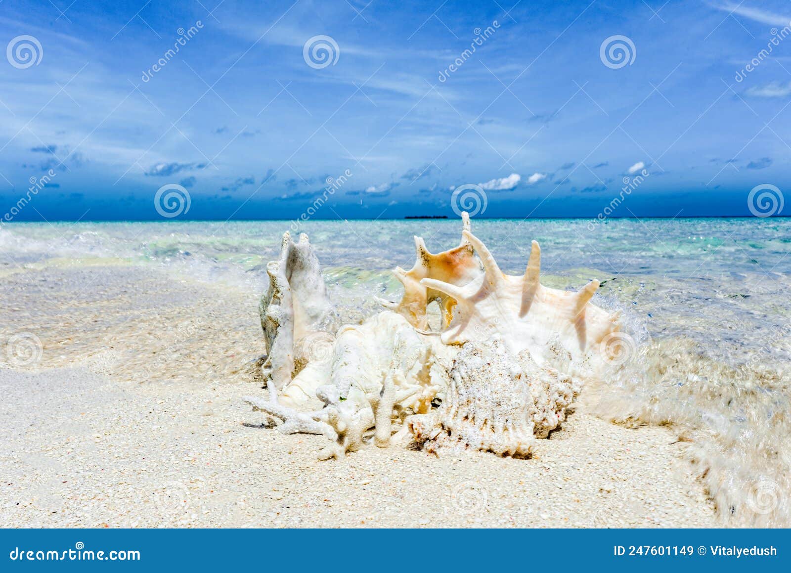 Underwater Shells on the Sand on the Shore of the Indian Ocean ...