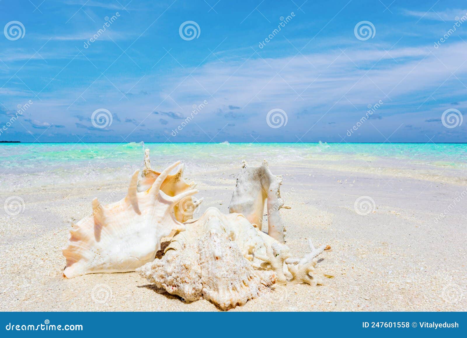 Underwater Shells on the Sand on the Shore of the Indian Ocean ...