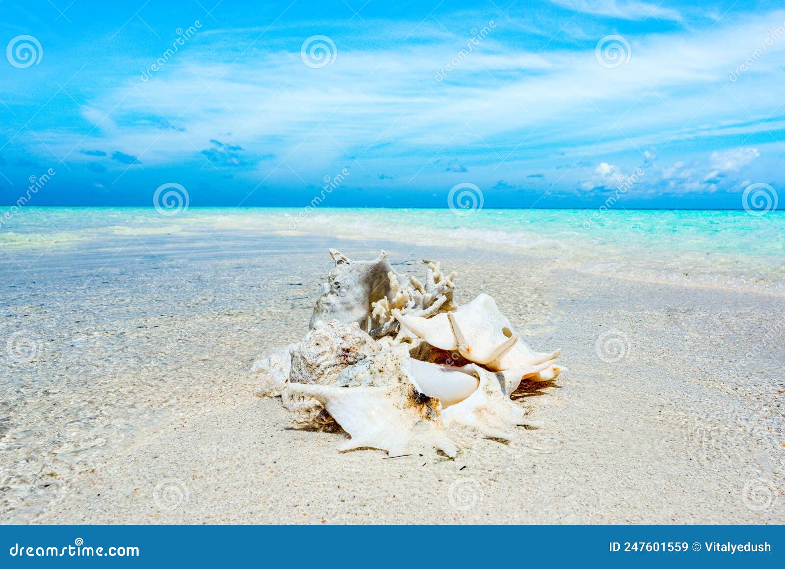Underwater Shells on the Sand on the Shore of the Indian Ocean ...