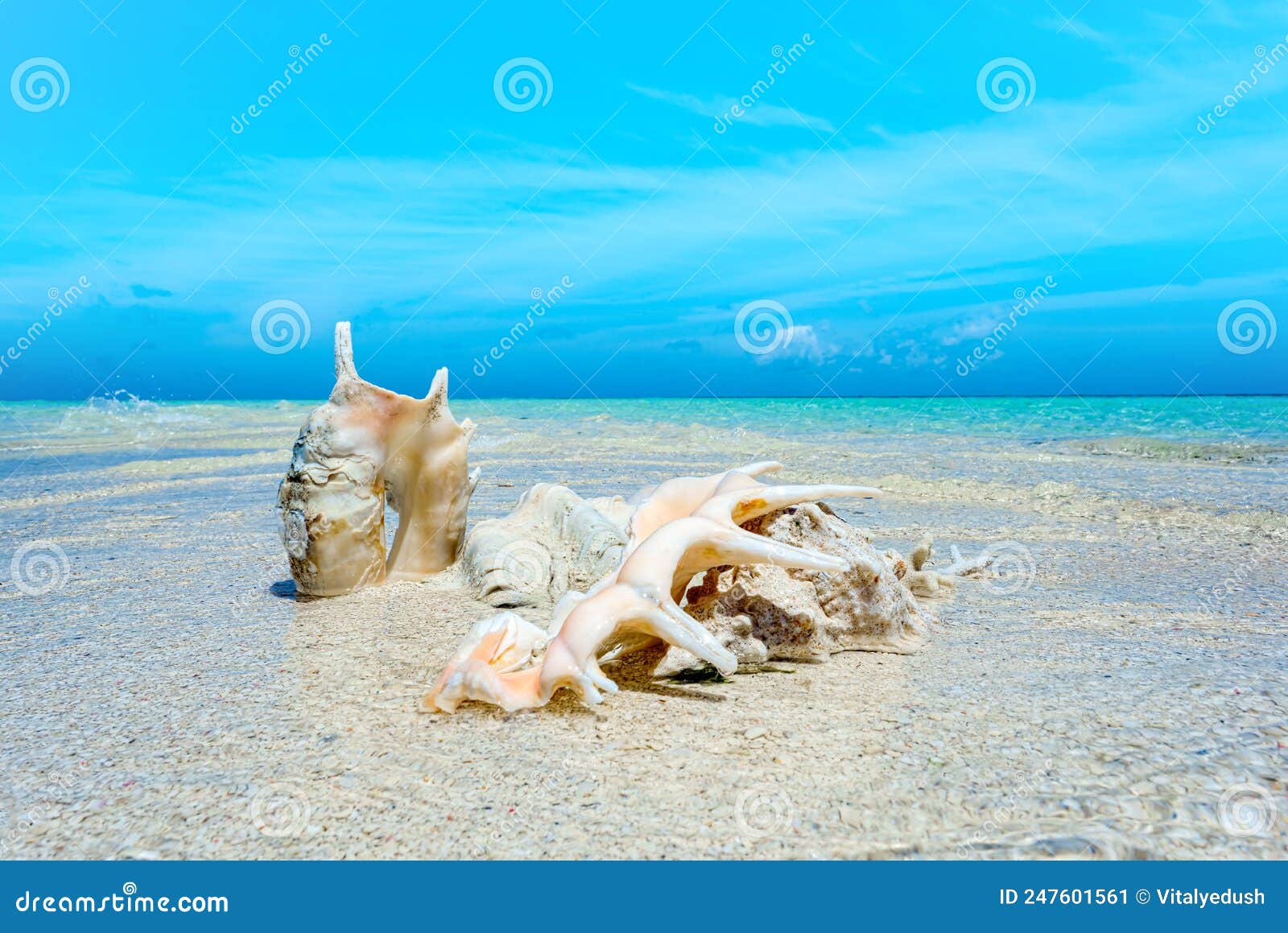 Underwater Shells on the Sand on the Shore of the Indian Ocean ...