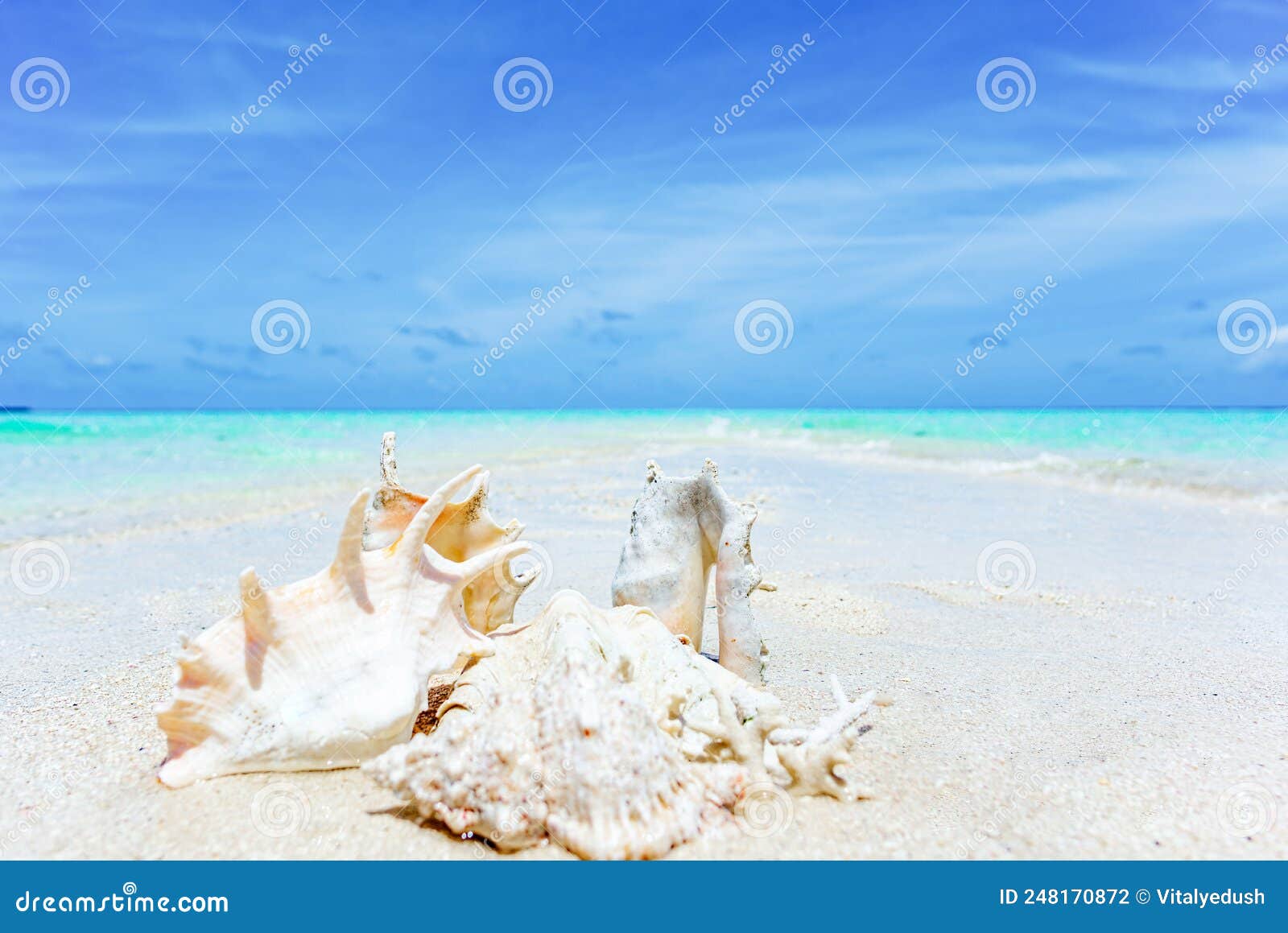 Underwater Shells on the Sand on the Shore of the Indian Ocean ...