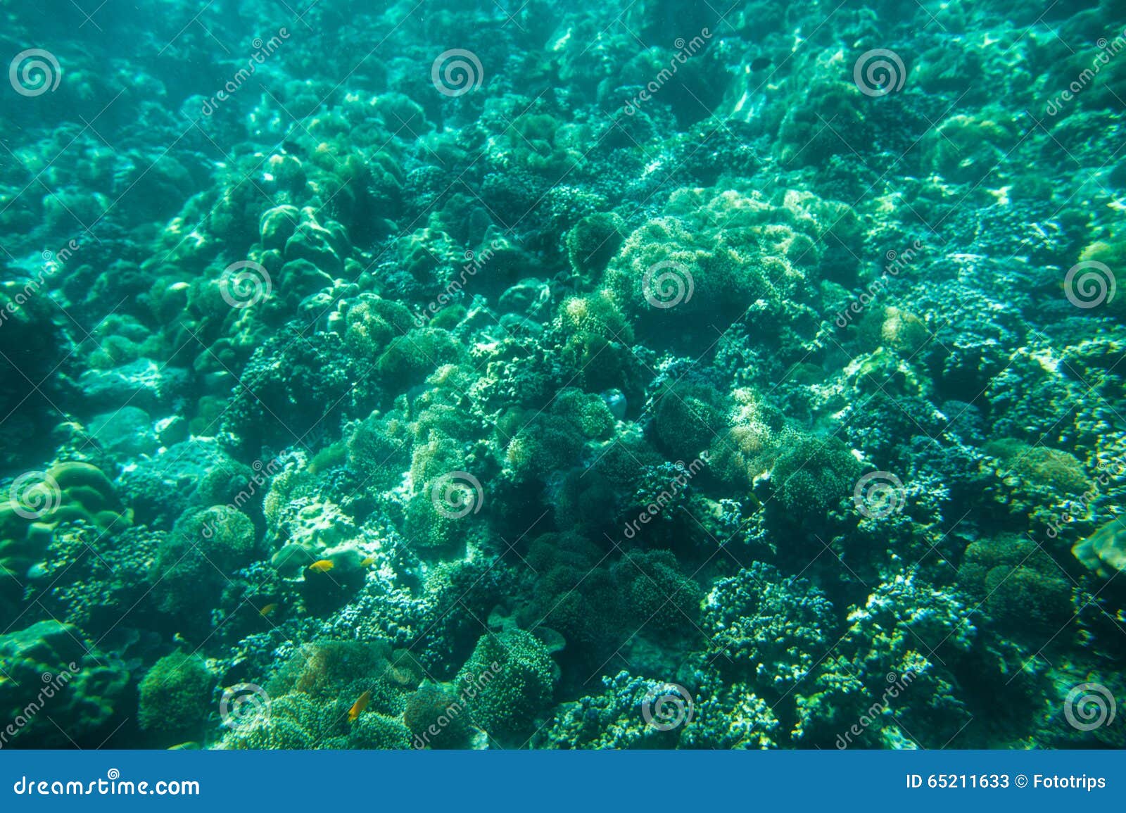 Underwater Shoot of Coral Reef Stock Image - Image of dive, pure: 65211633