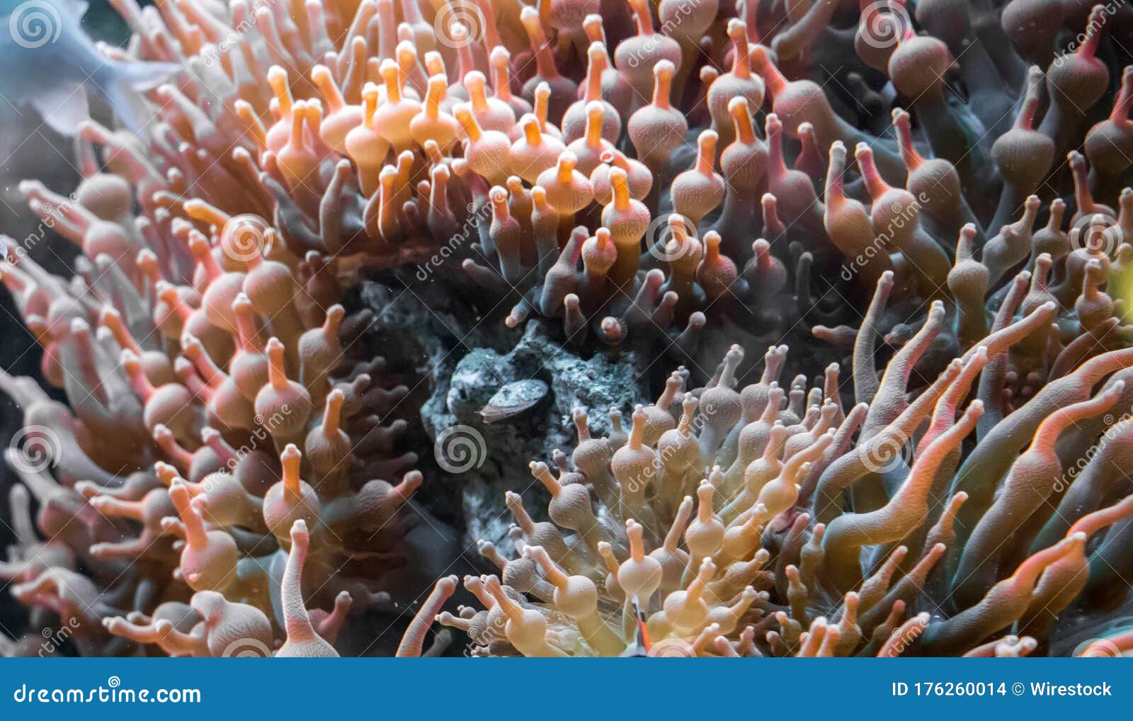 Underwater Shot of Actinia Corals Stock Photo - Image of mediterranean ...