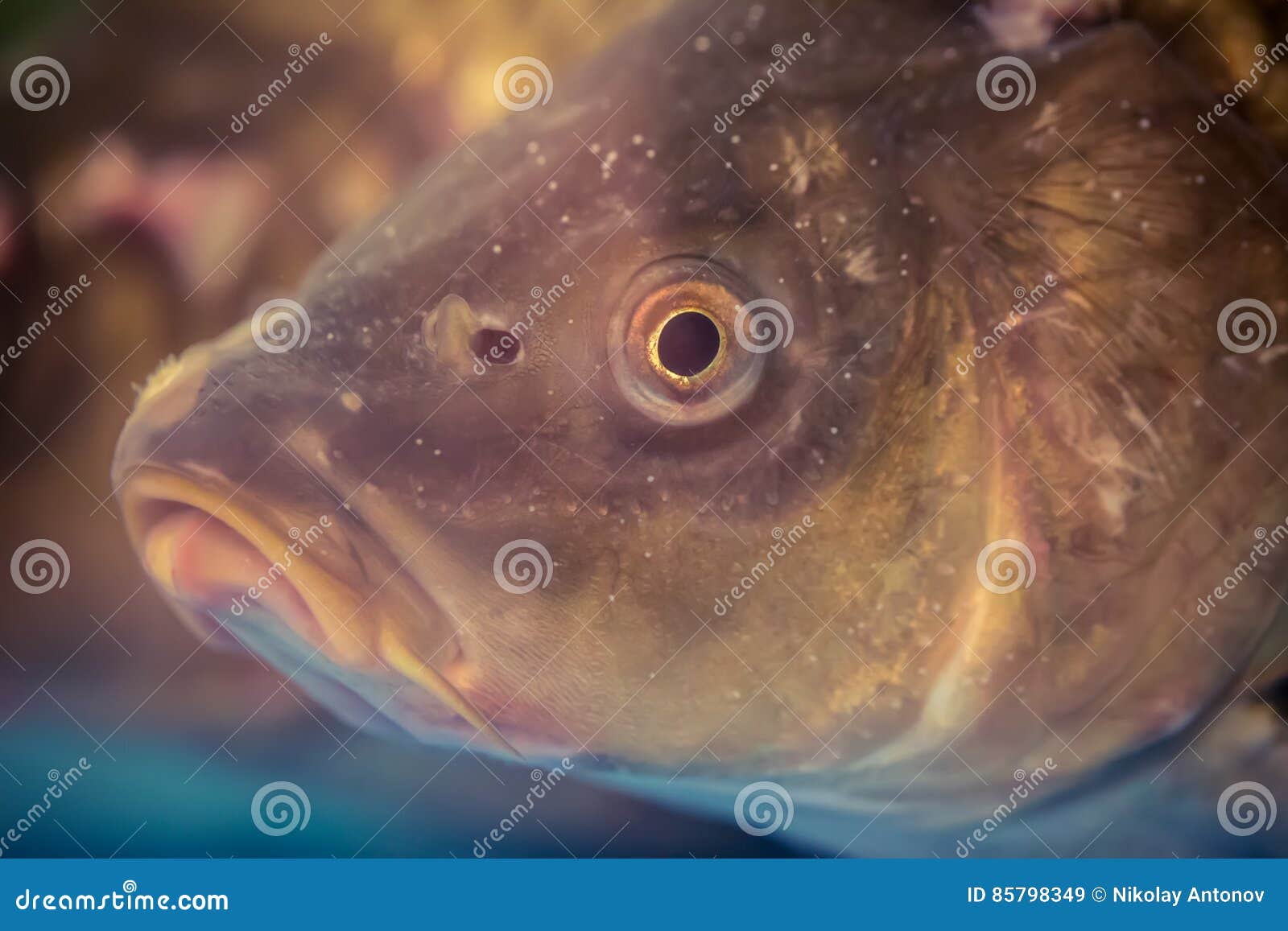 Underwater Shot of the Carp Fish Close Up Stock Image - Image of ...