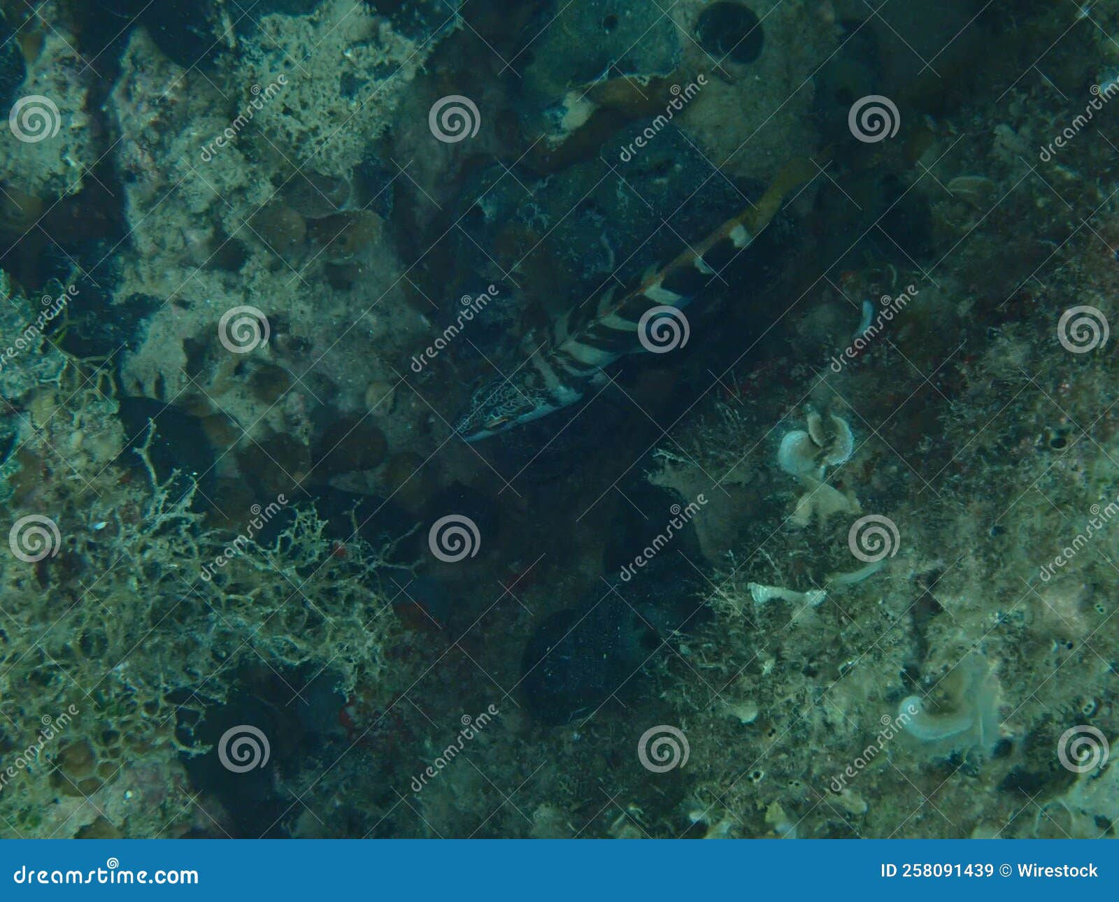 Underwater Shot of a Comber Fish on a Reef Stock Image - Image of ...