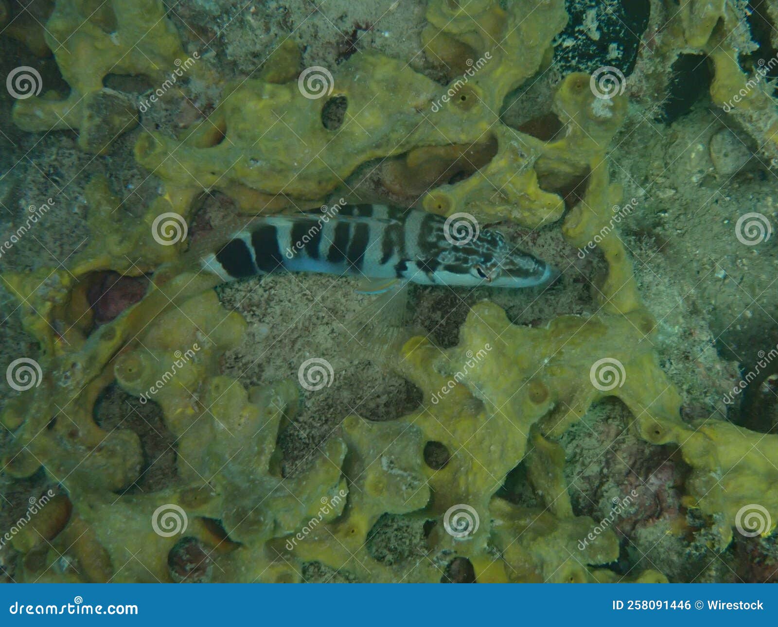 Underwater Shot of a Comber Fish on a Reef Stock Photo - Image of ...