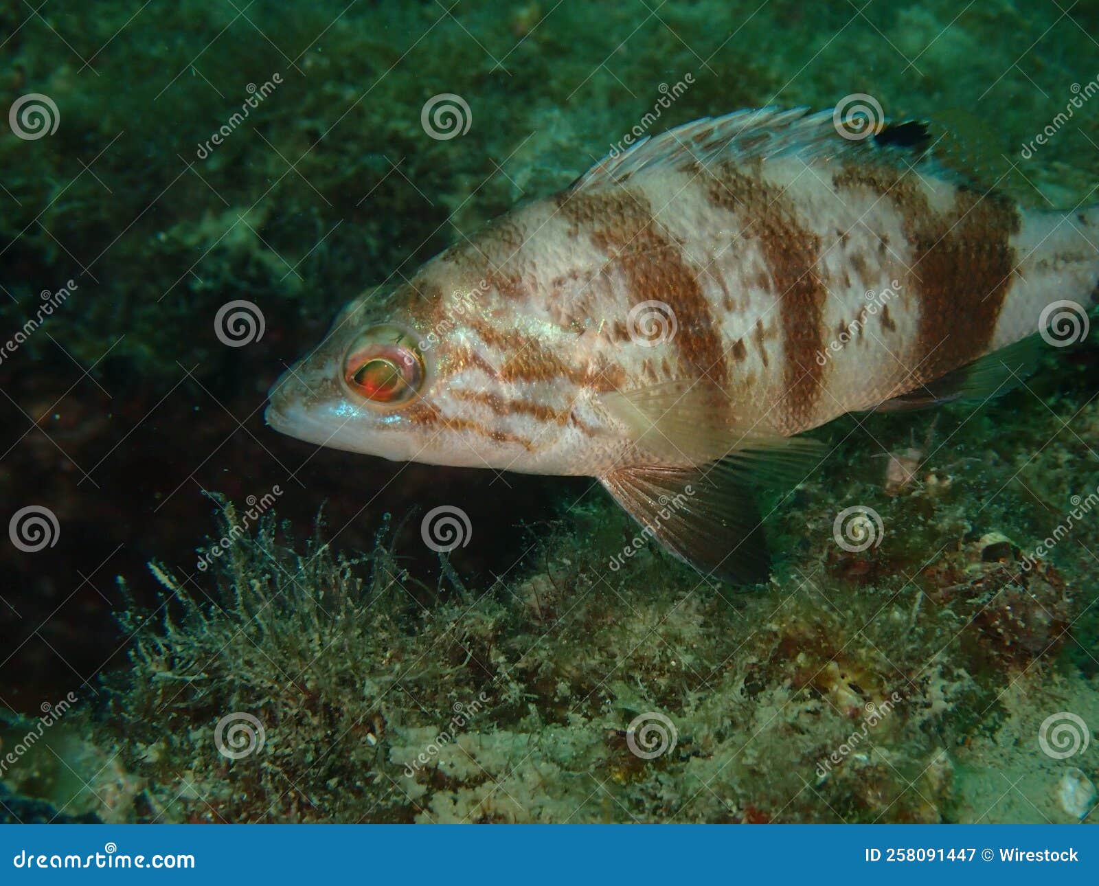 Underwater Shot of a Comber Fish on a Reef Stock Image - Image of ...