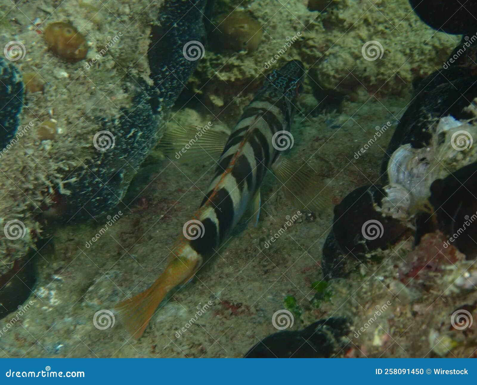 Underwater Shot of a Comber Fish on a Reef Stock Photo - Image of fish ...