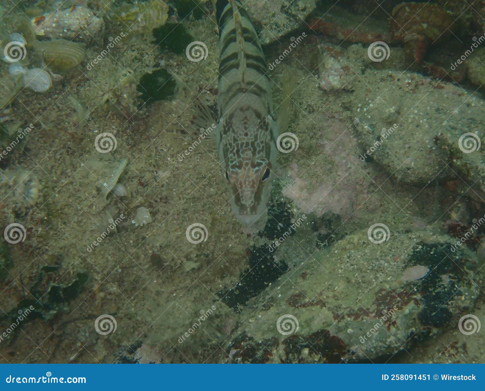 Underwater Shot of a Comber Fish on a Reef Stock Image - Image of ...